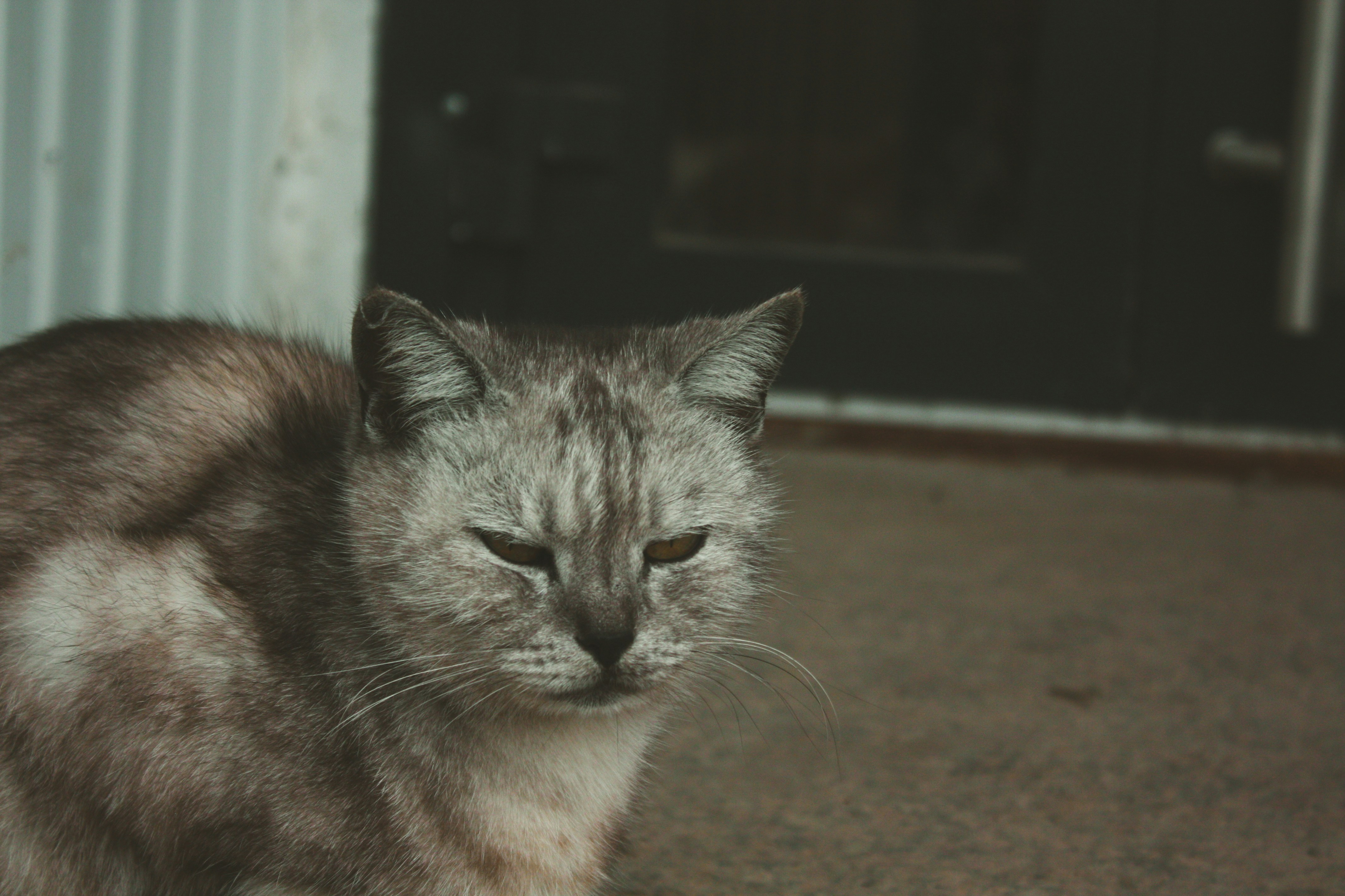 Serene Cat on a Porch: Quiet Gaze by the Doorstep