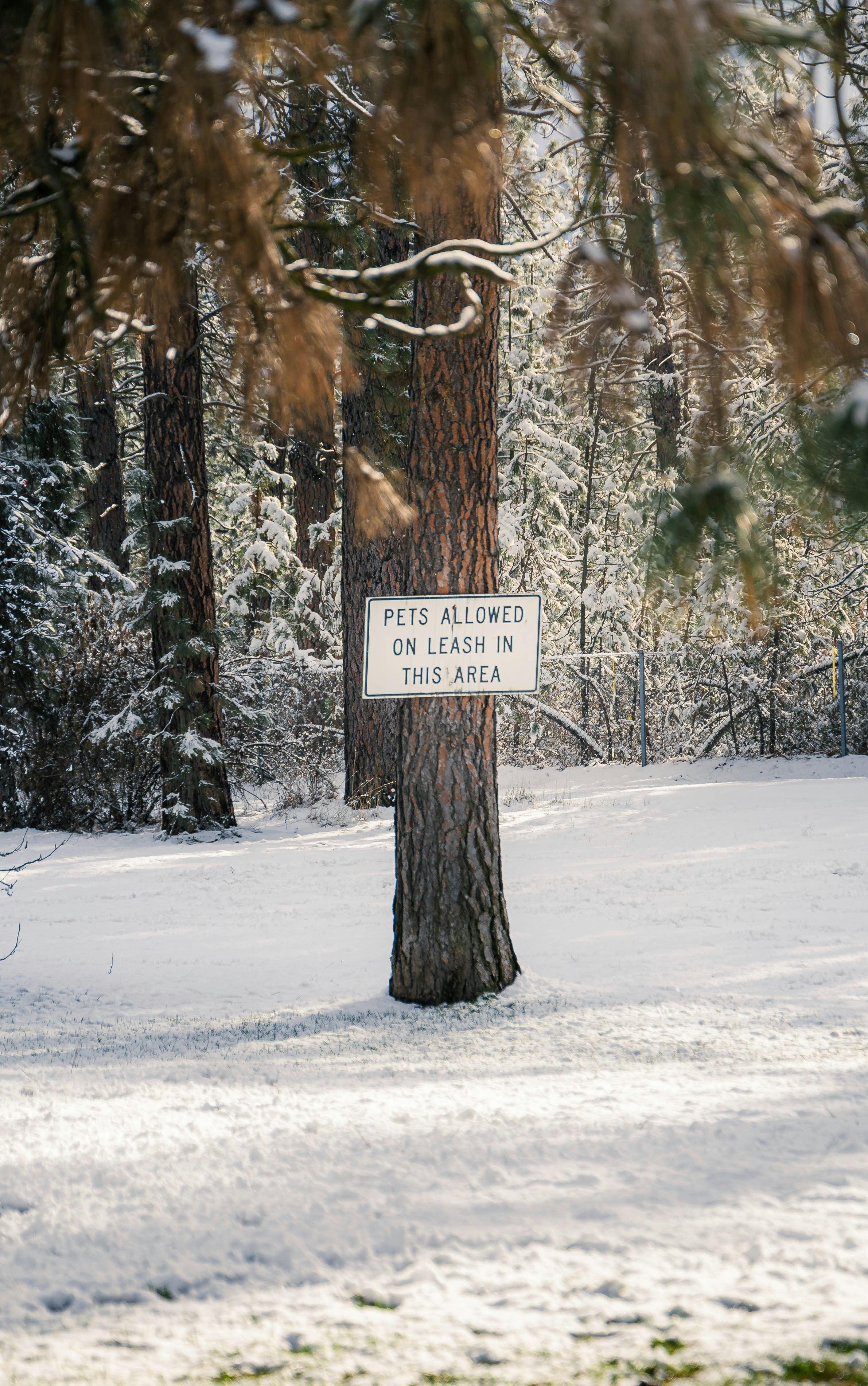 Snowy Clearing Sign in a Pine Forest