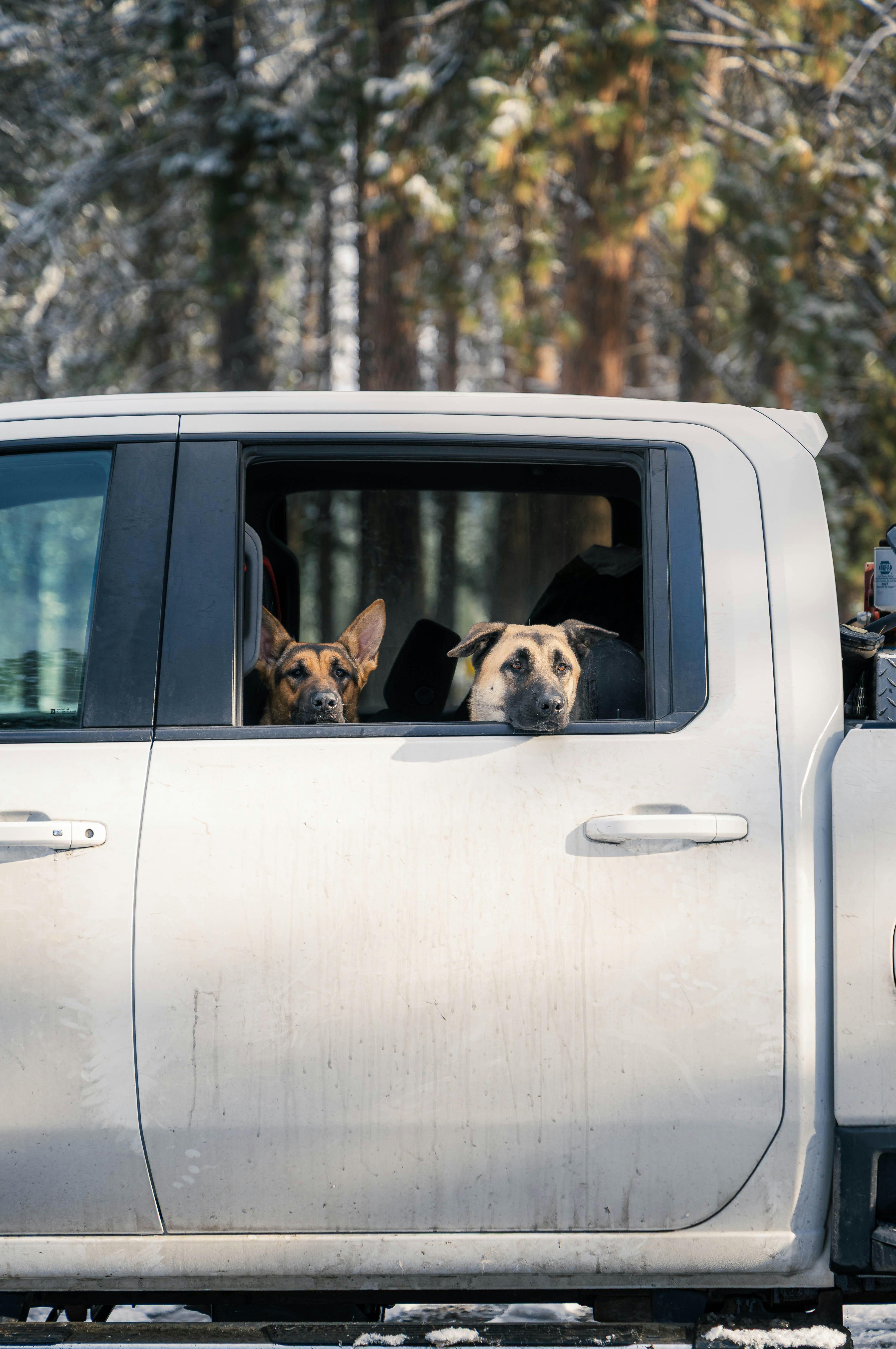 Two Rover Companions Peer from a Pickup Window