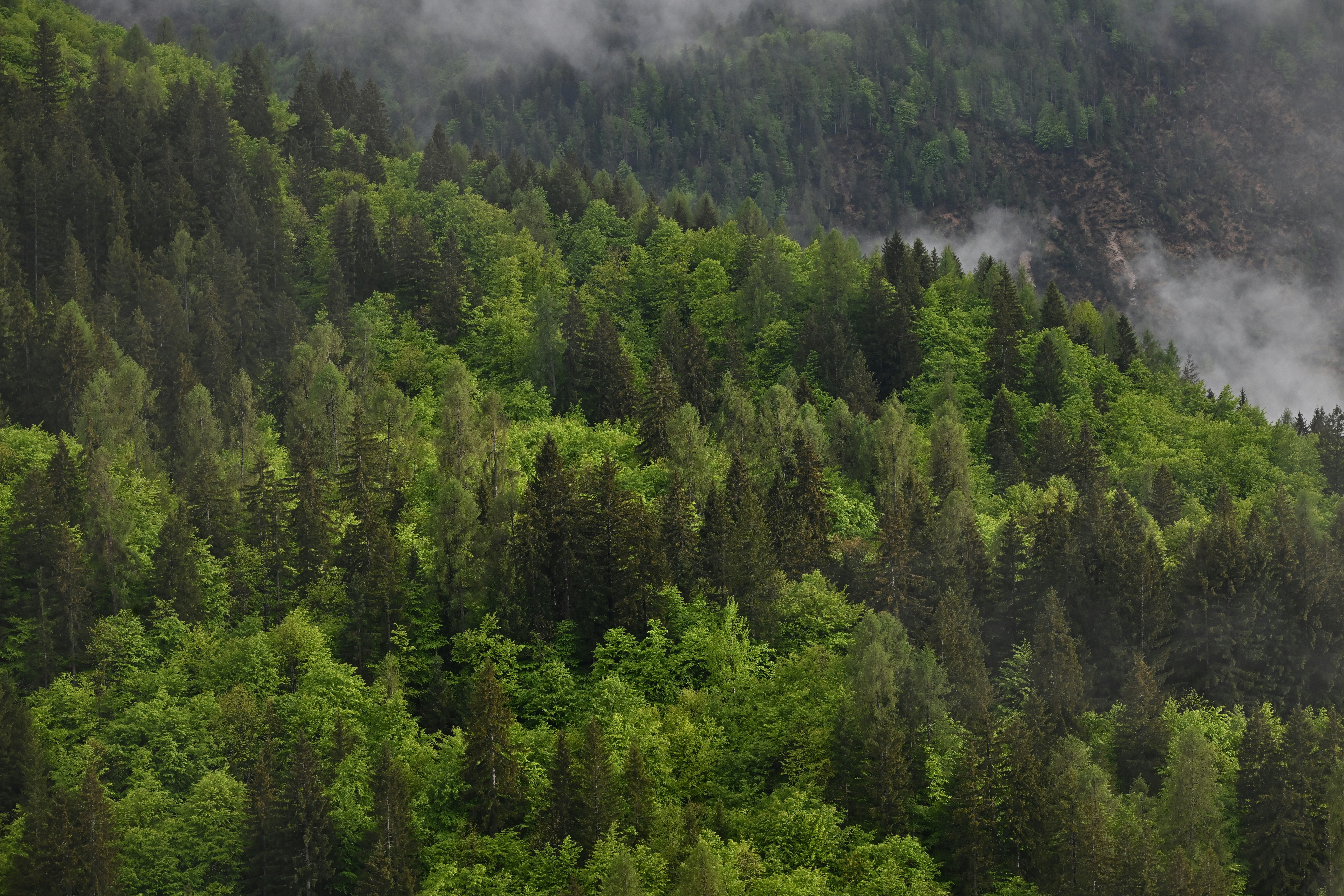 Emerald Ridge: Mist-Laced Pines Rising from Rain-Wilted Valleys
