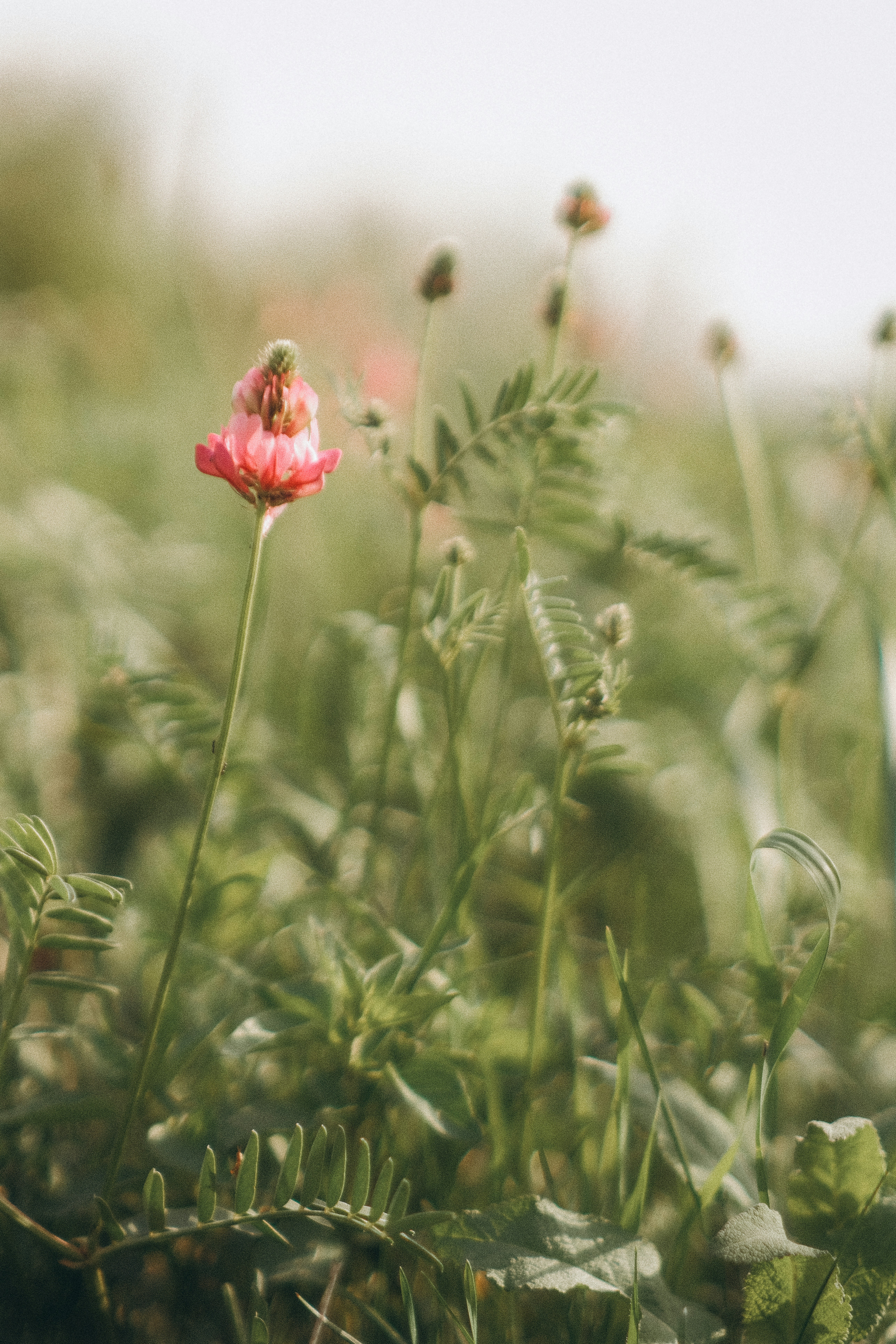 Single Coral Flower Rising Through a Sea of Green