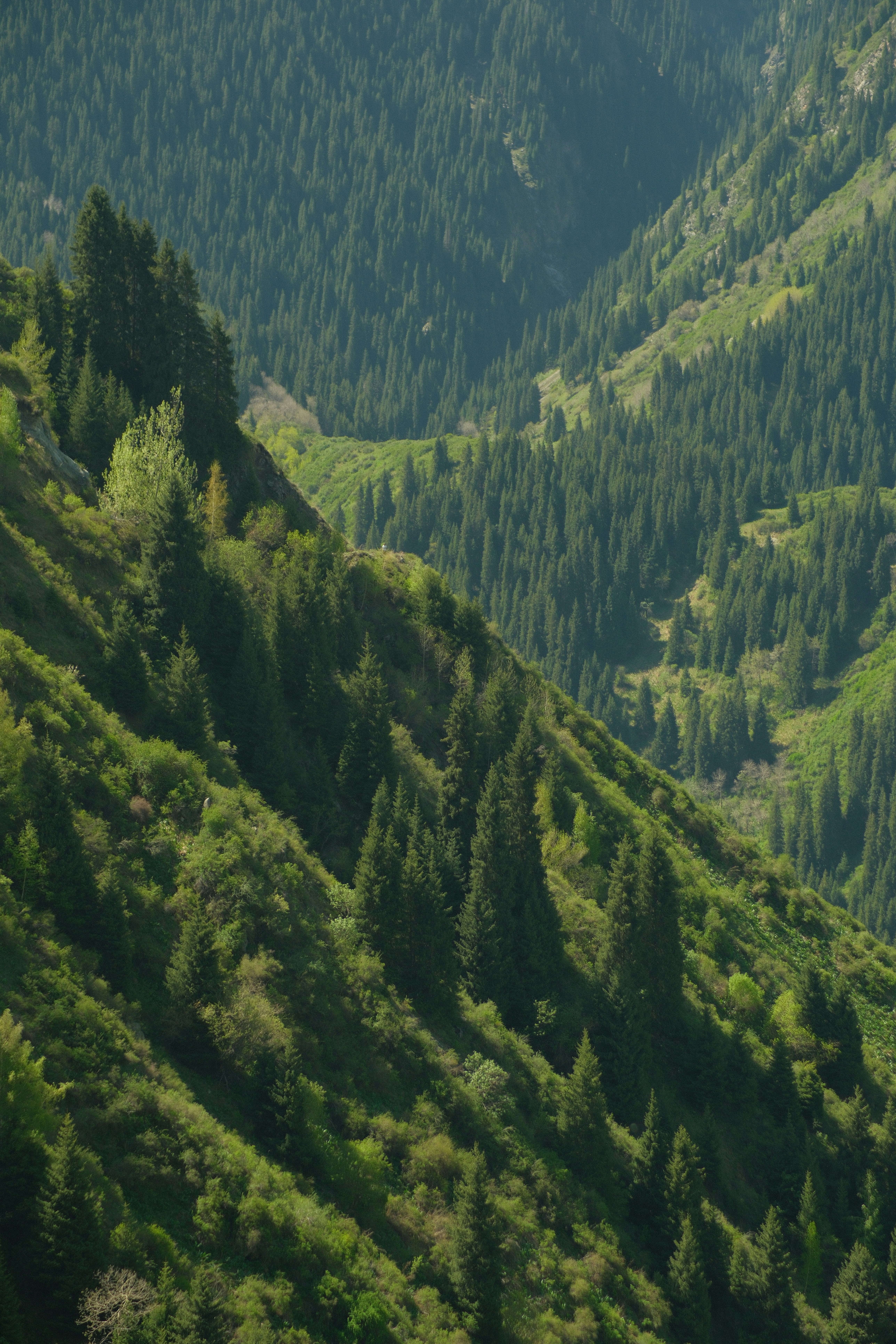 Sunlit Green Spiral: A Ridgefull Mosaic of Pines