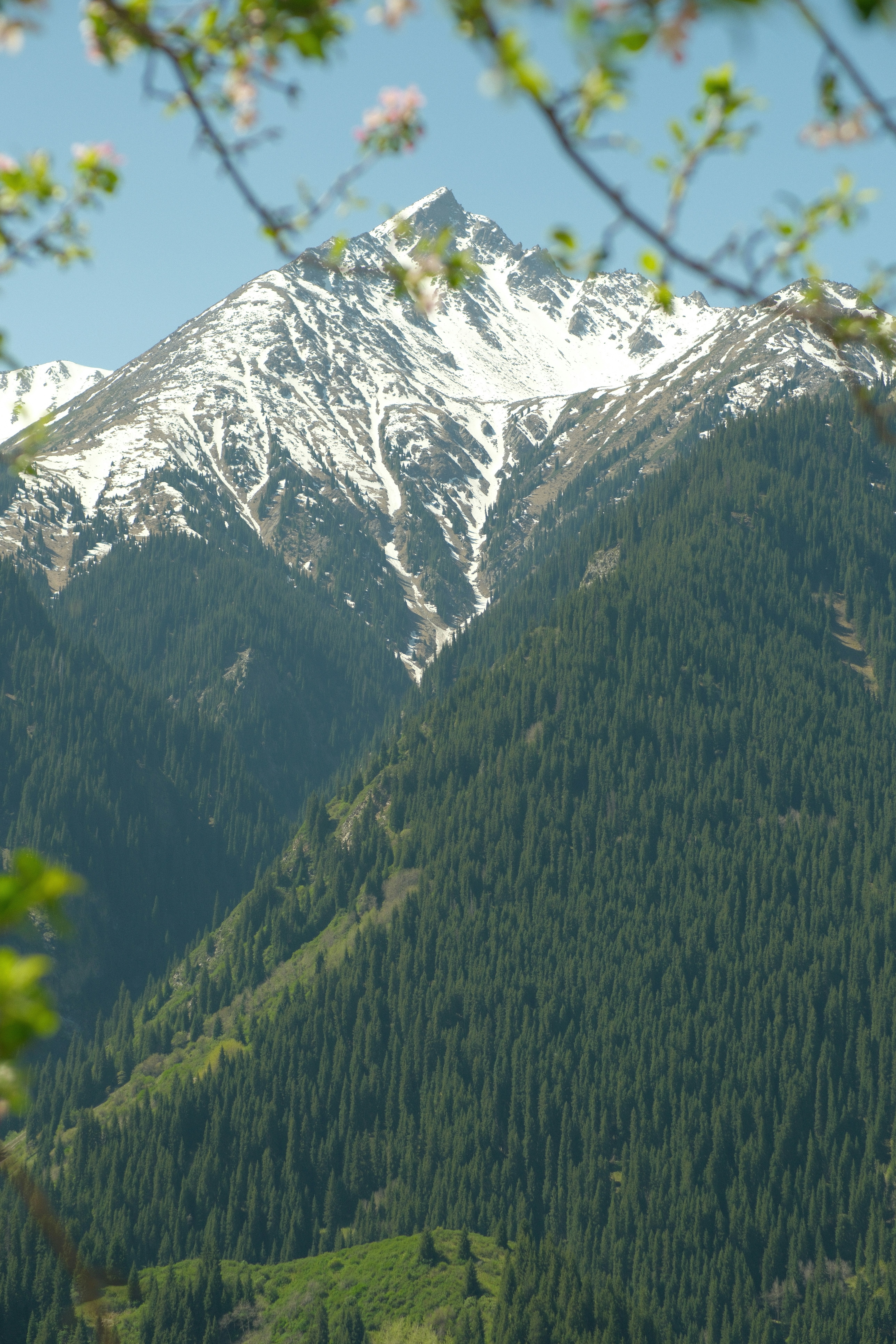 Snow-capped Summit Framed by Green Ridge