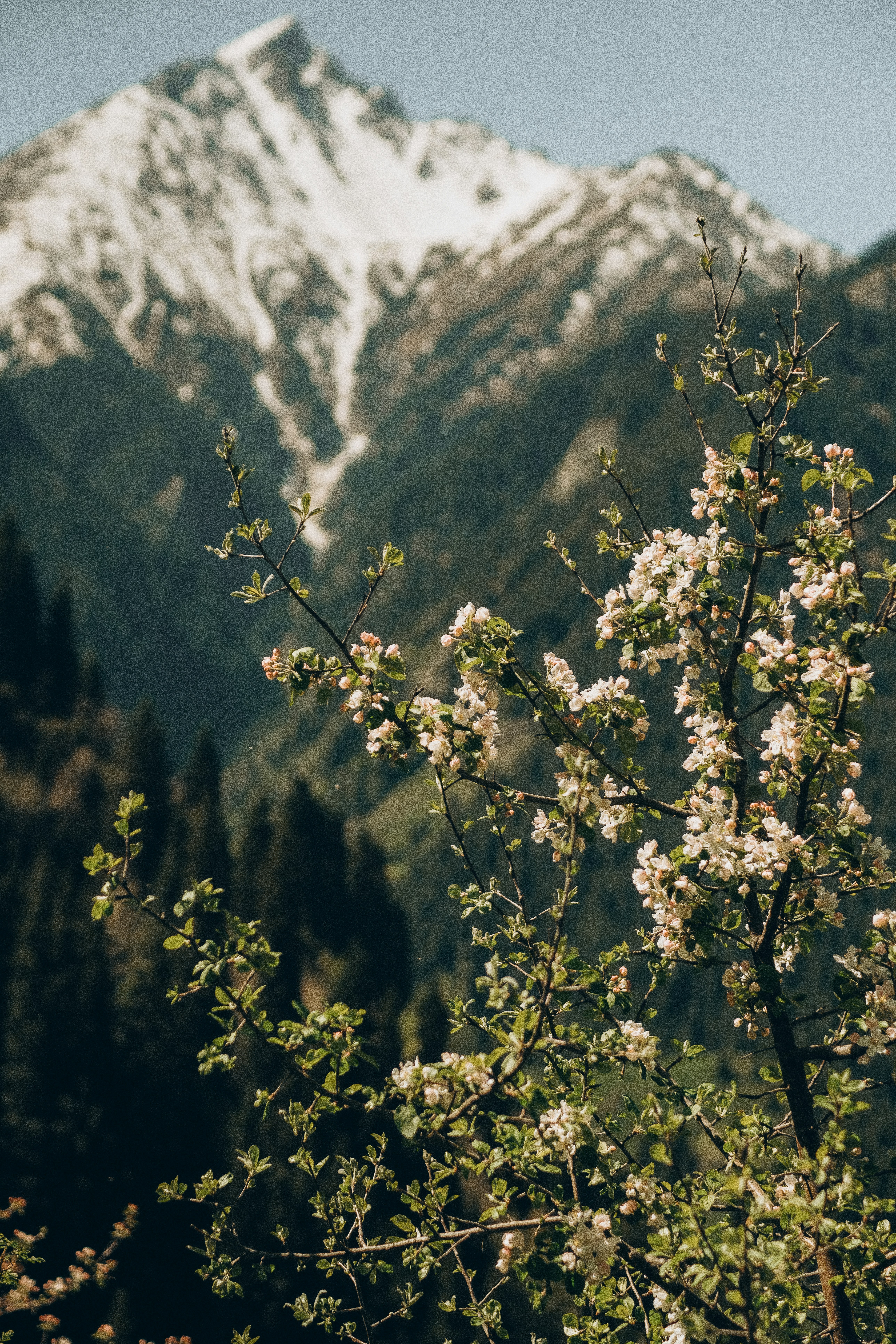 Blossoms in the Shadow of a Snow-dusted Peak