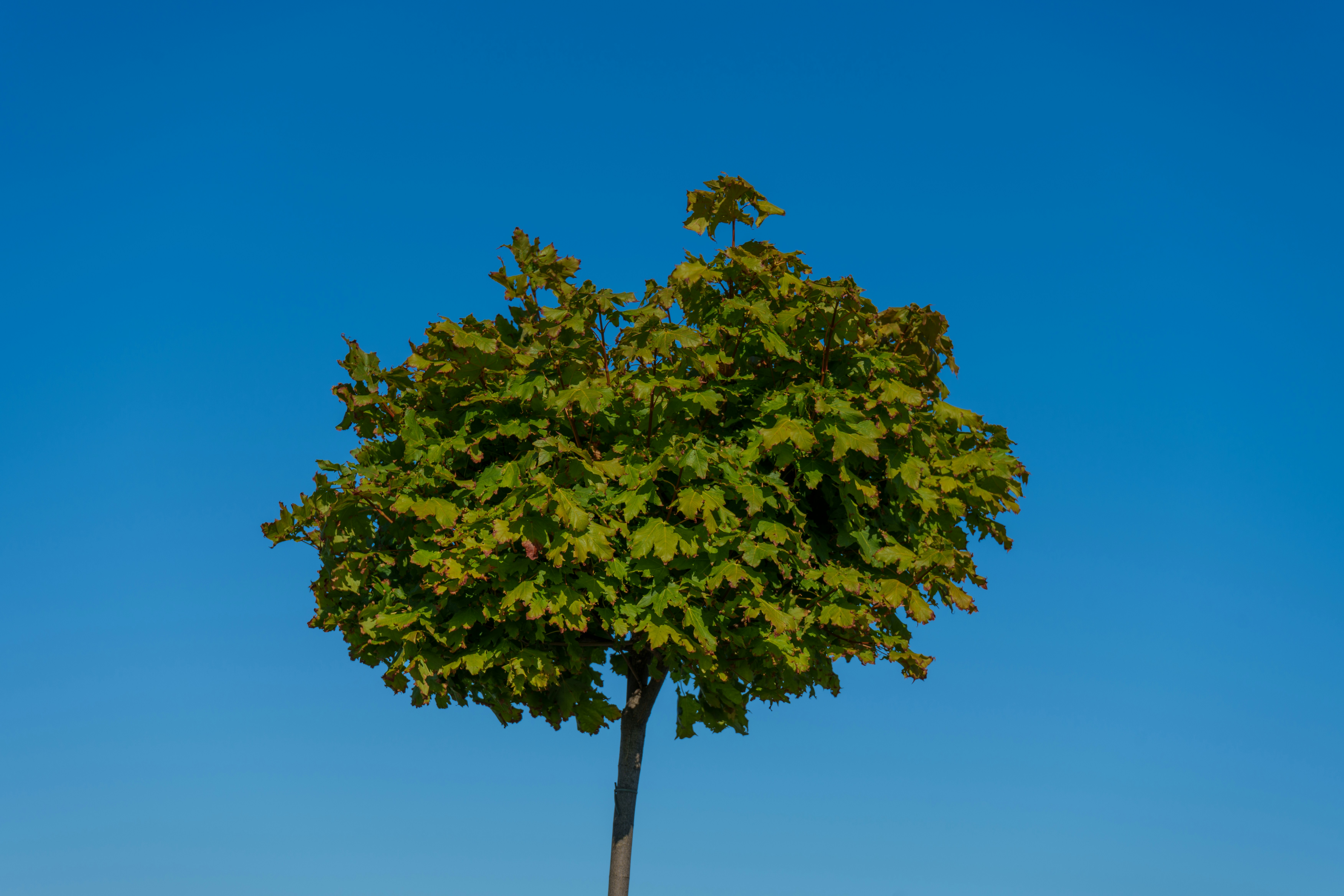 Isolated maple under a fearless blue sky
