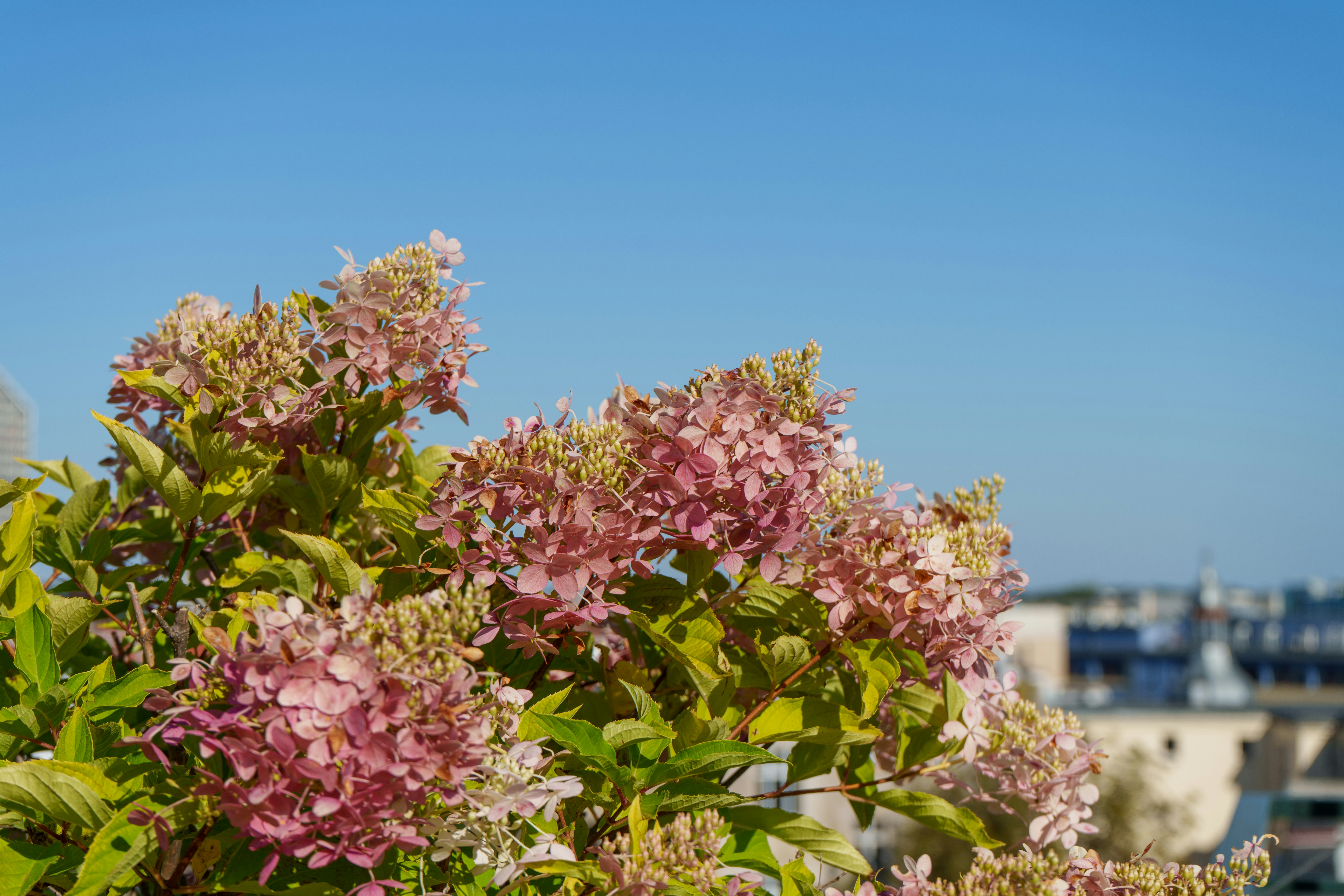 Blossoms in Focus Over a Quiet Waterfront