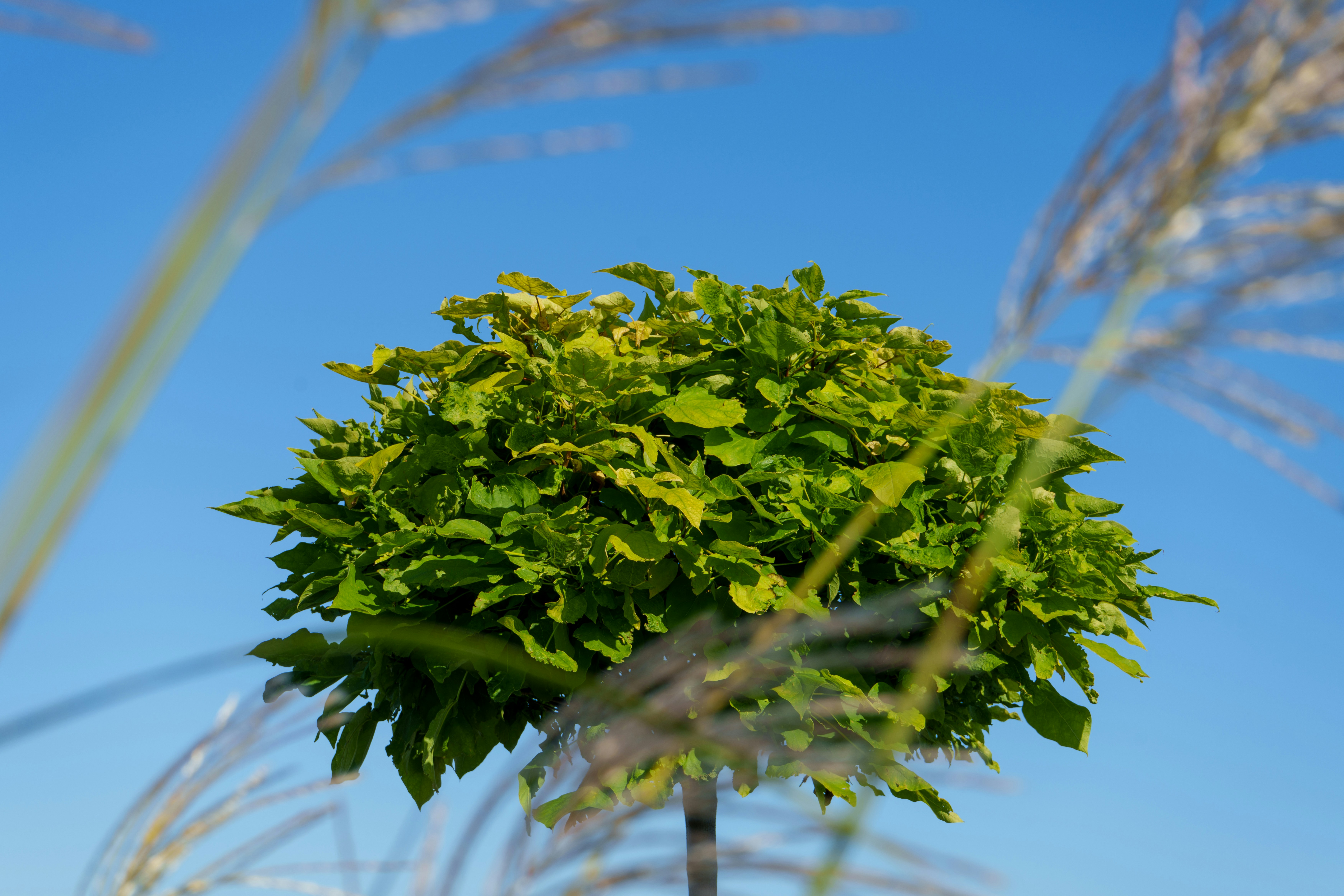 Green Crown Under a Blue Sky