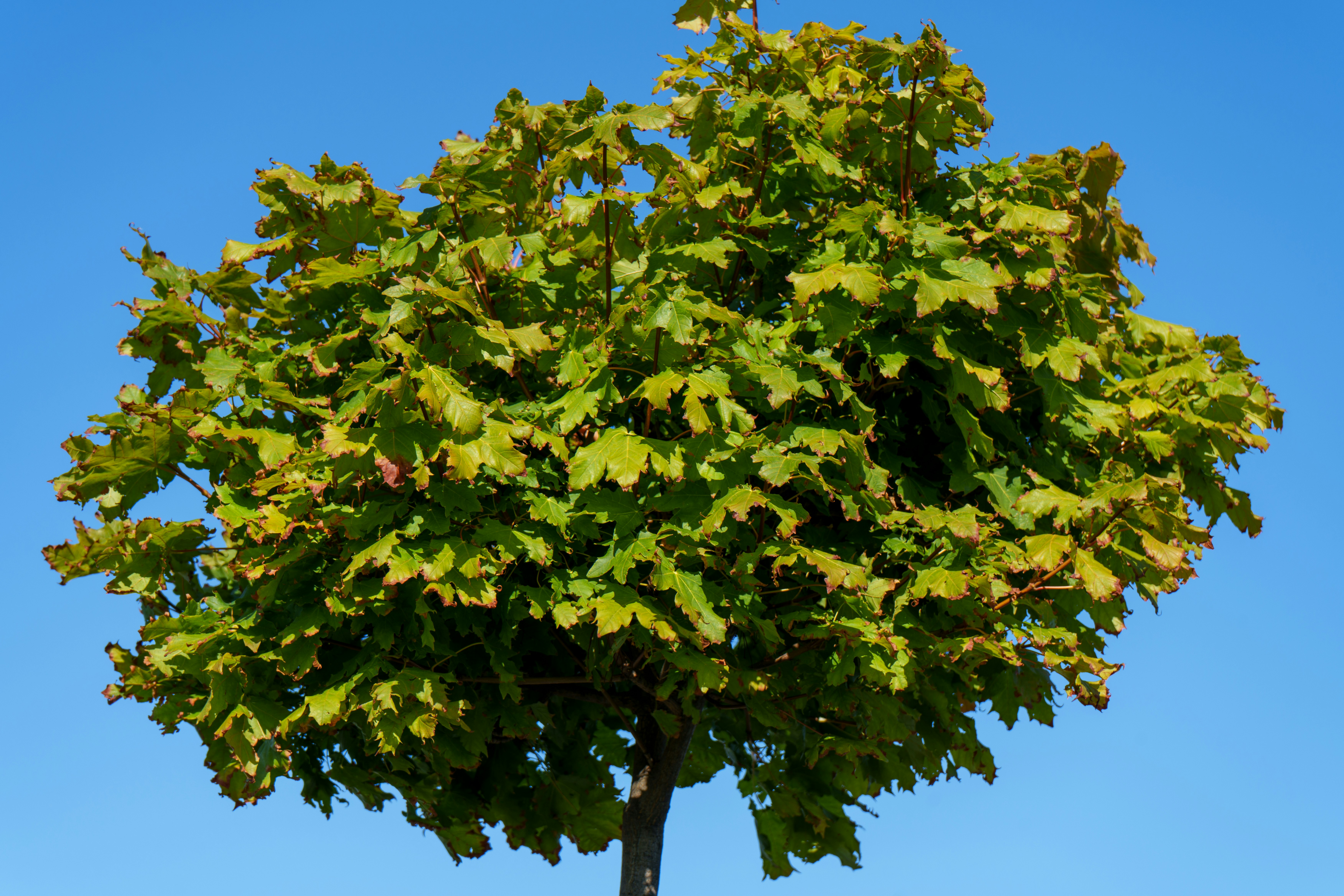 Crowned by the Sky: A Lush Tree Against a Clear Blue