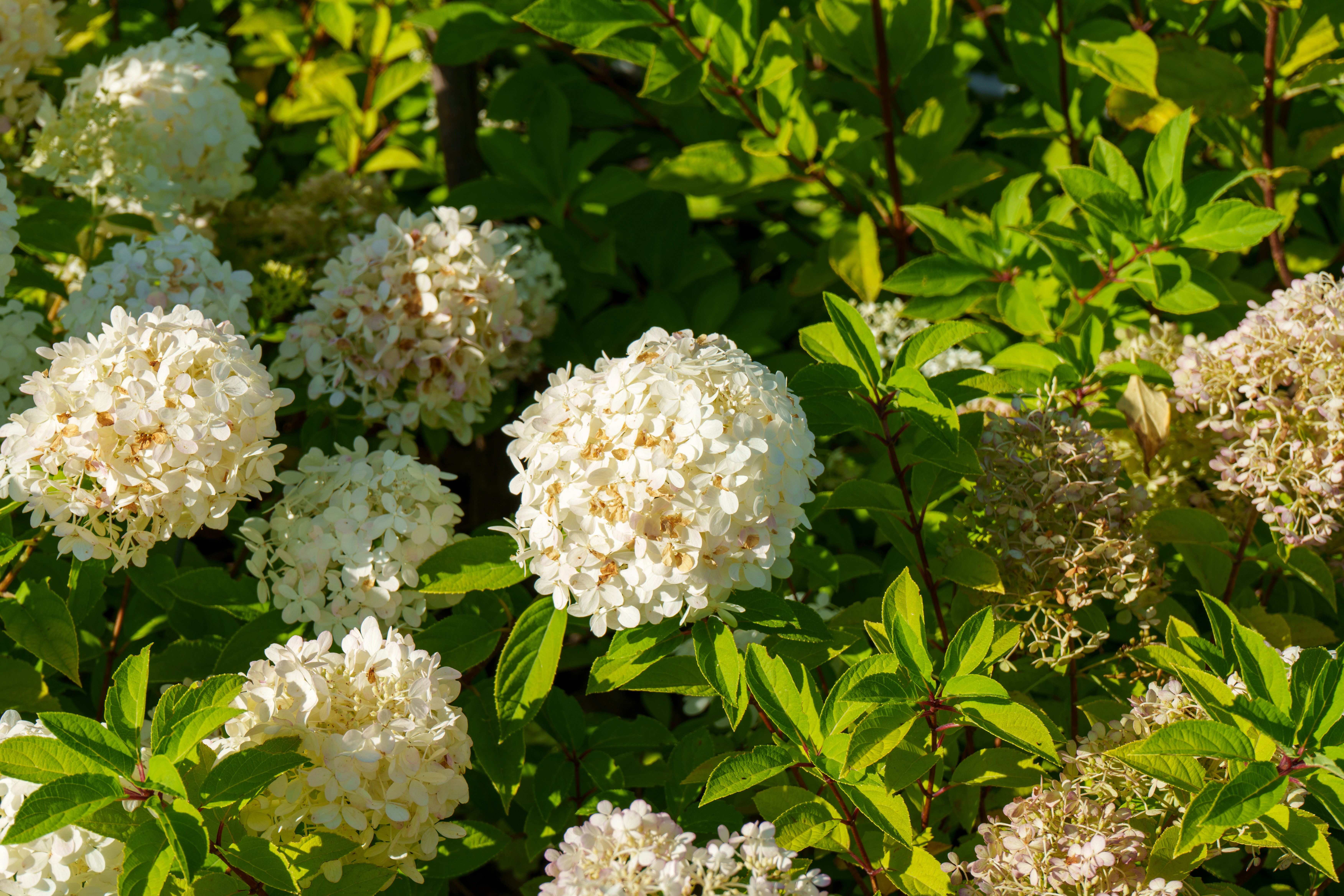 Hydrangea Bloom Chorus in Dappled Spring Light