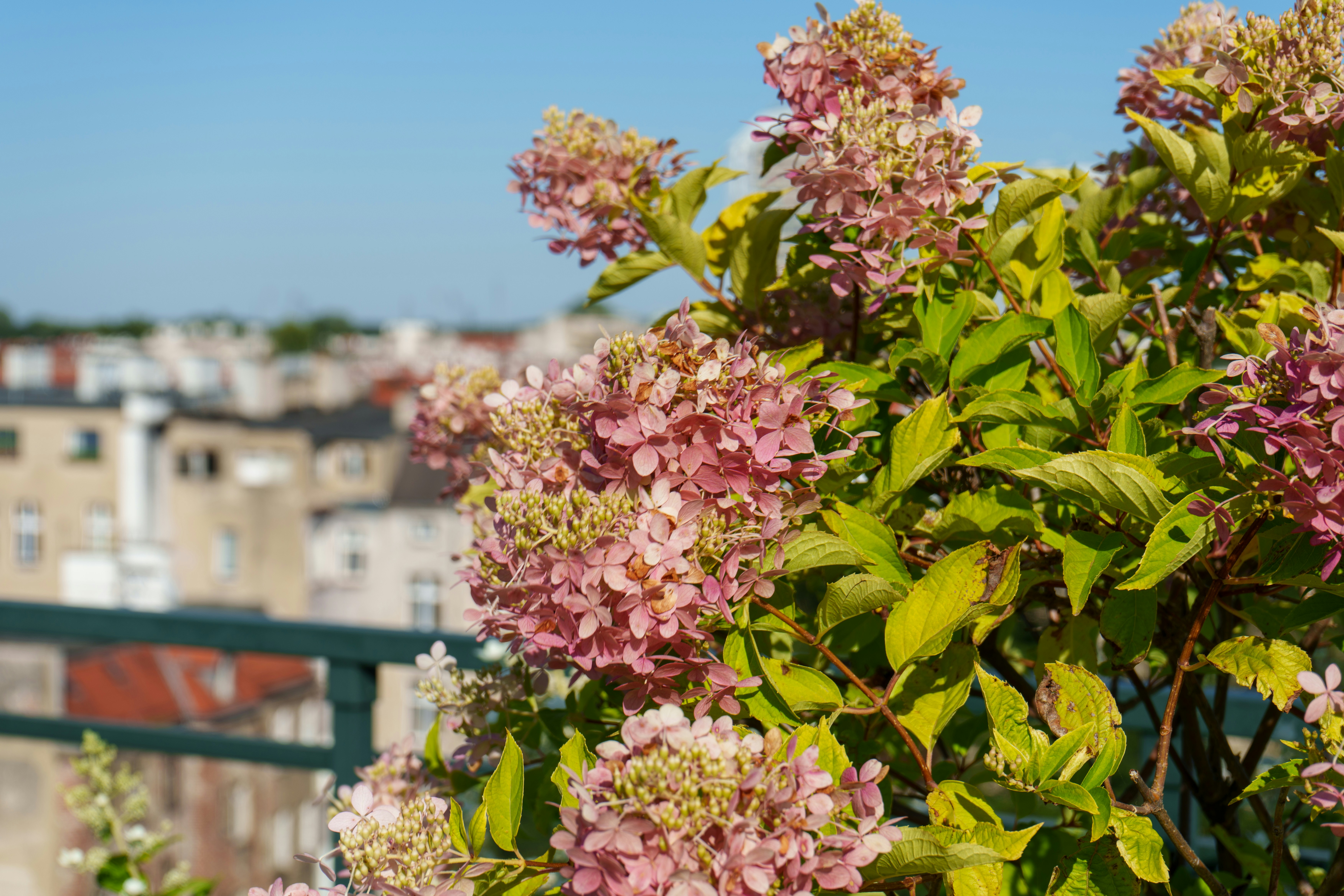 Pink Hydrangea in Bloom Against Urban Backdrop