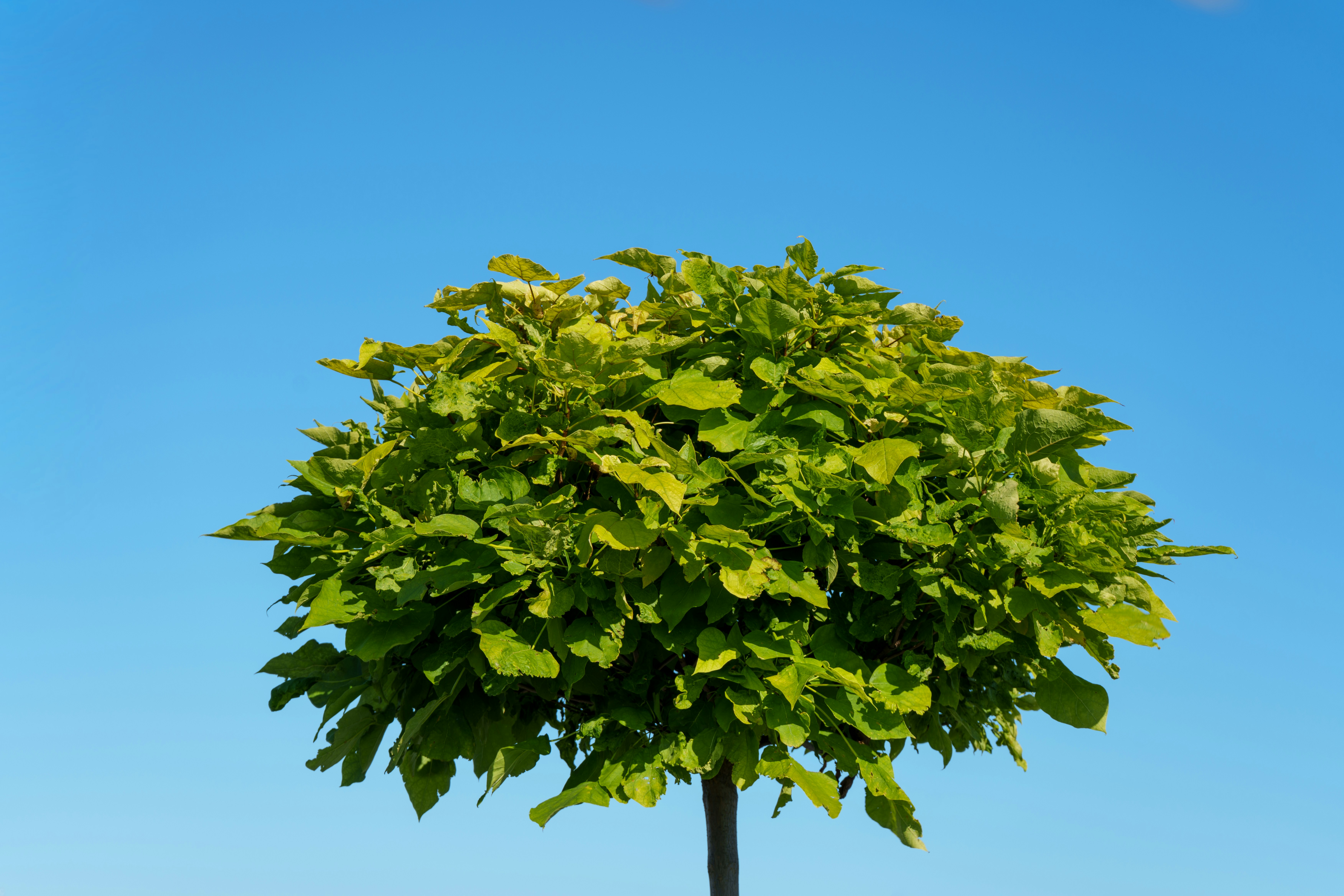 Azure Sky Crown: A Pruned Tree in Clear Light
