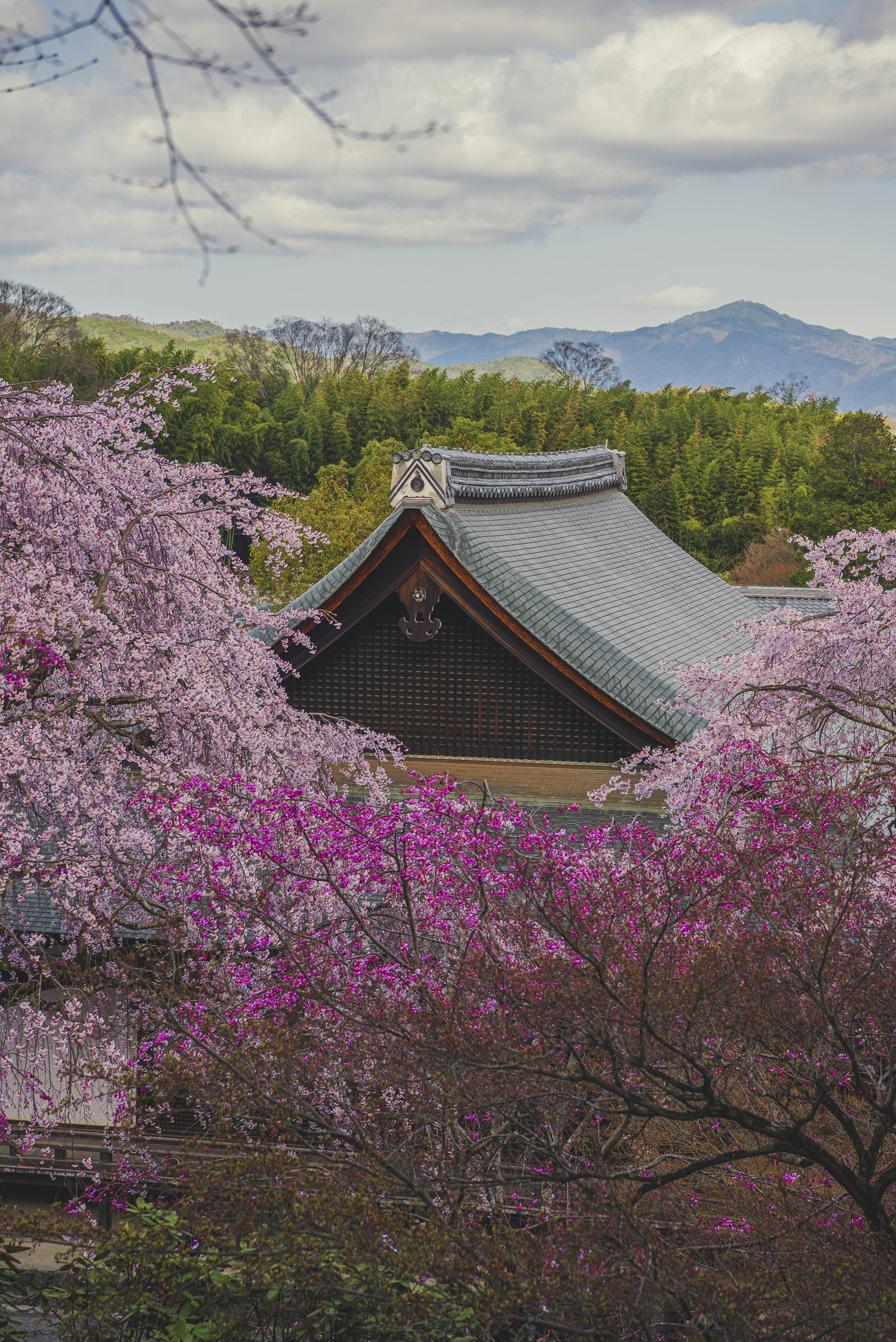 Cherry Courtyard at Dusk: Sakura-Framed Temple Roof