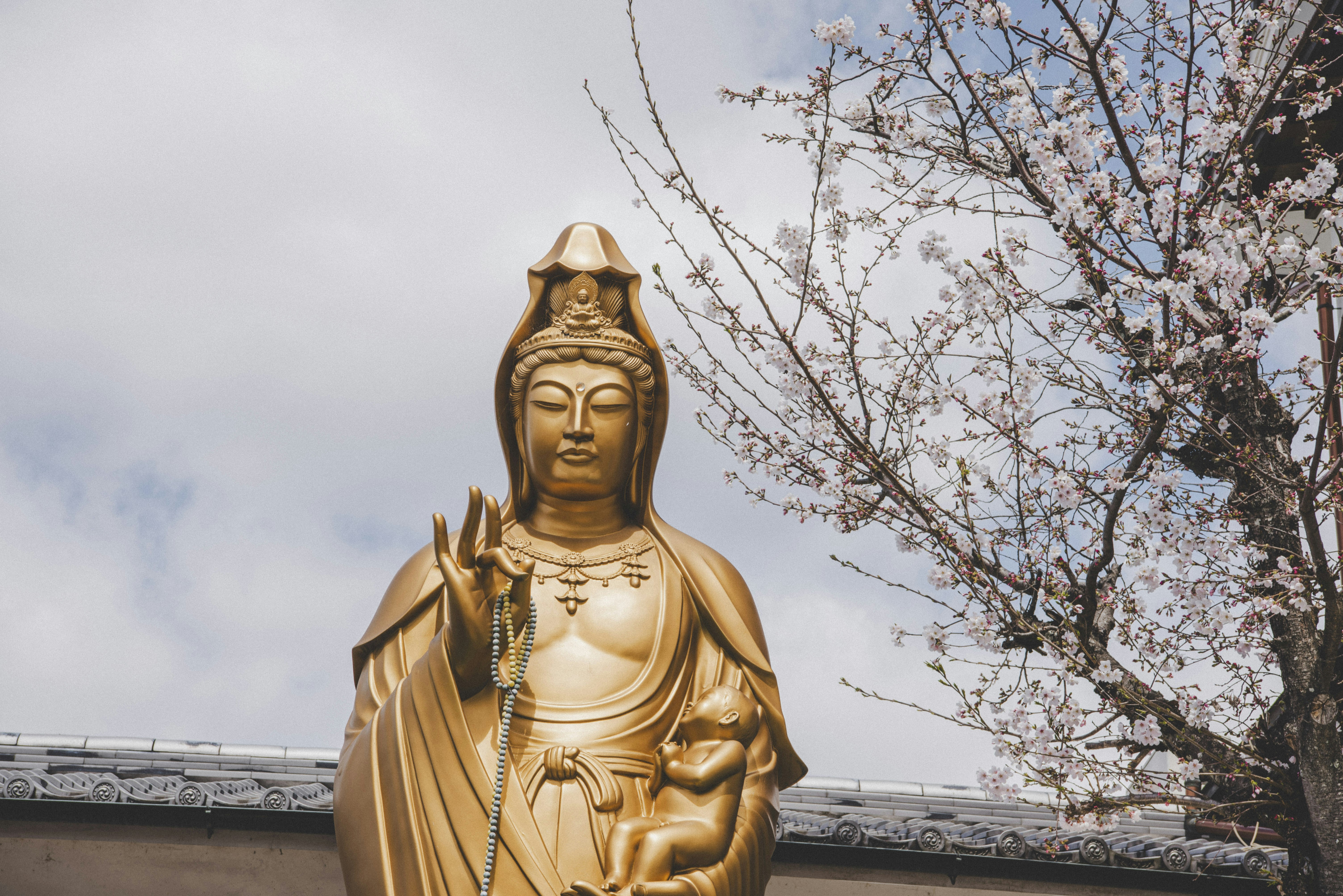 Golden Bodhisattva Welcomes Spring Under Cherry Blossoms