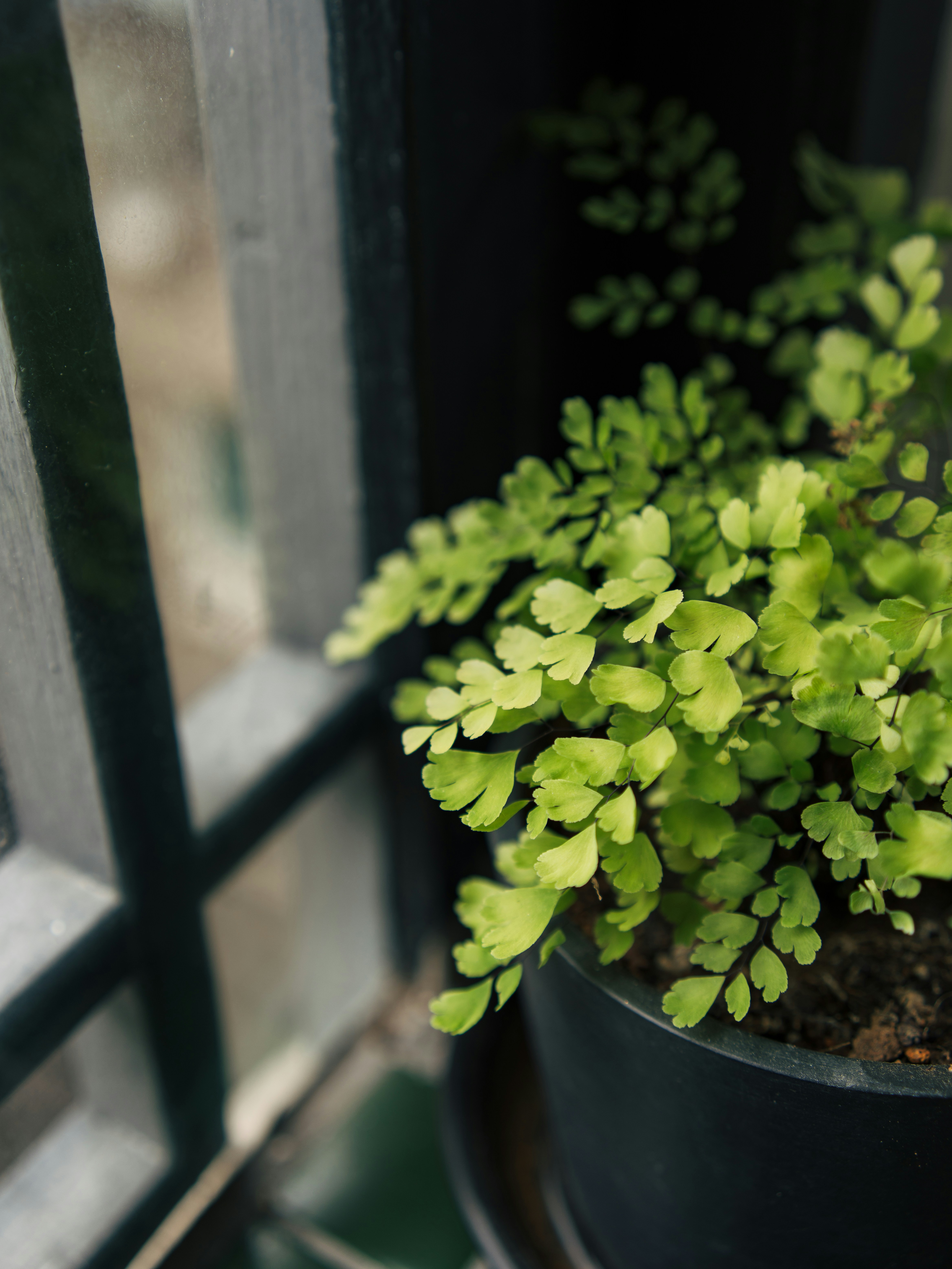 Green Frond by the Window: A Closer Look at Urban Foliage