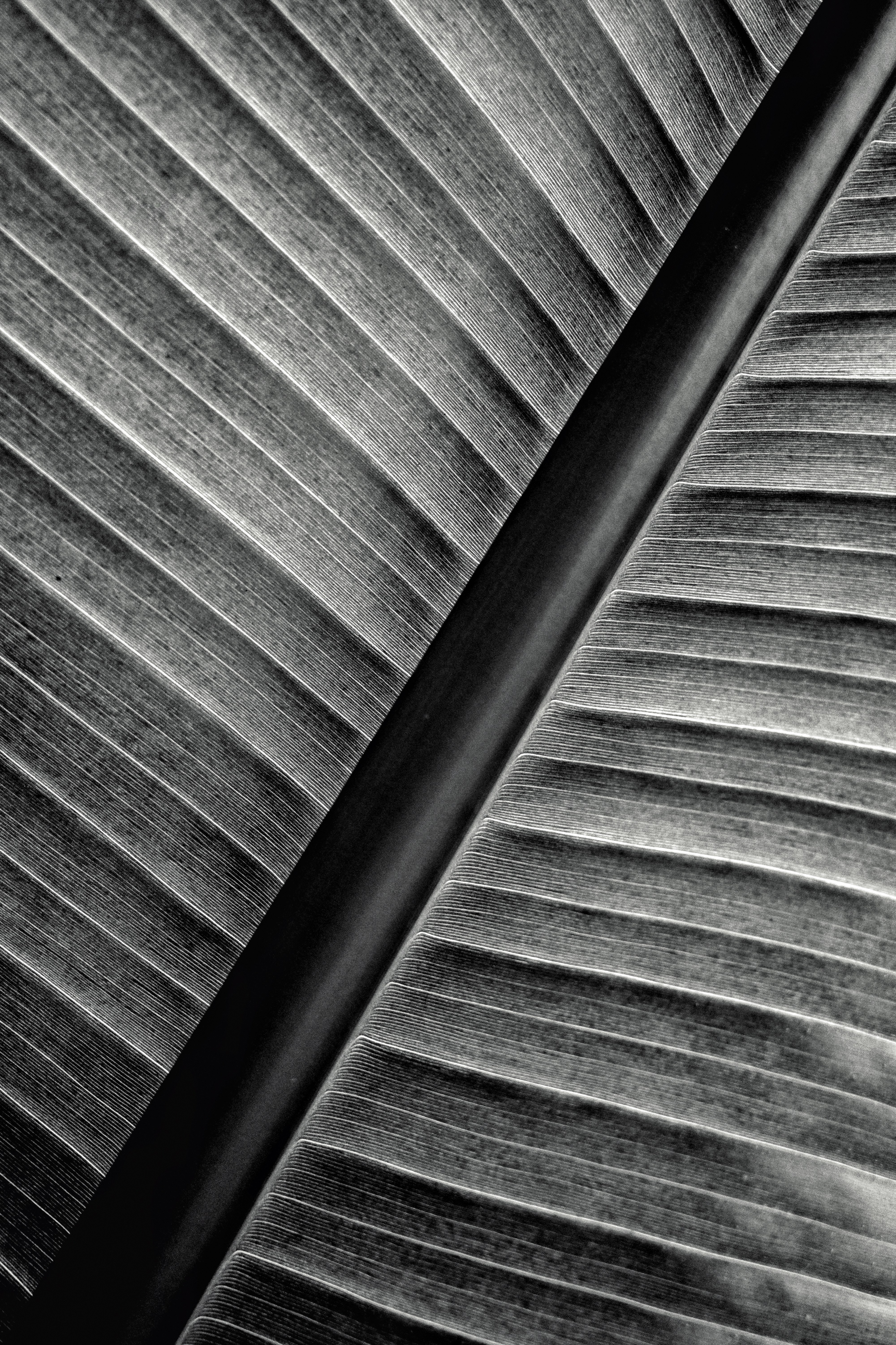 Diagonal Ridges: A Textured Study of Light and Grain