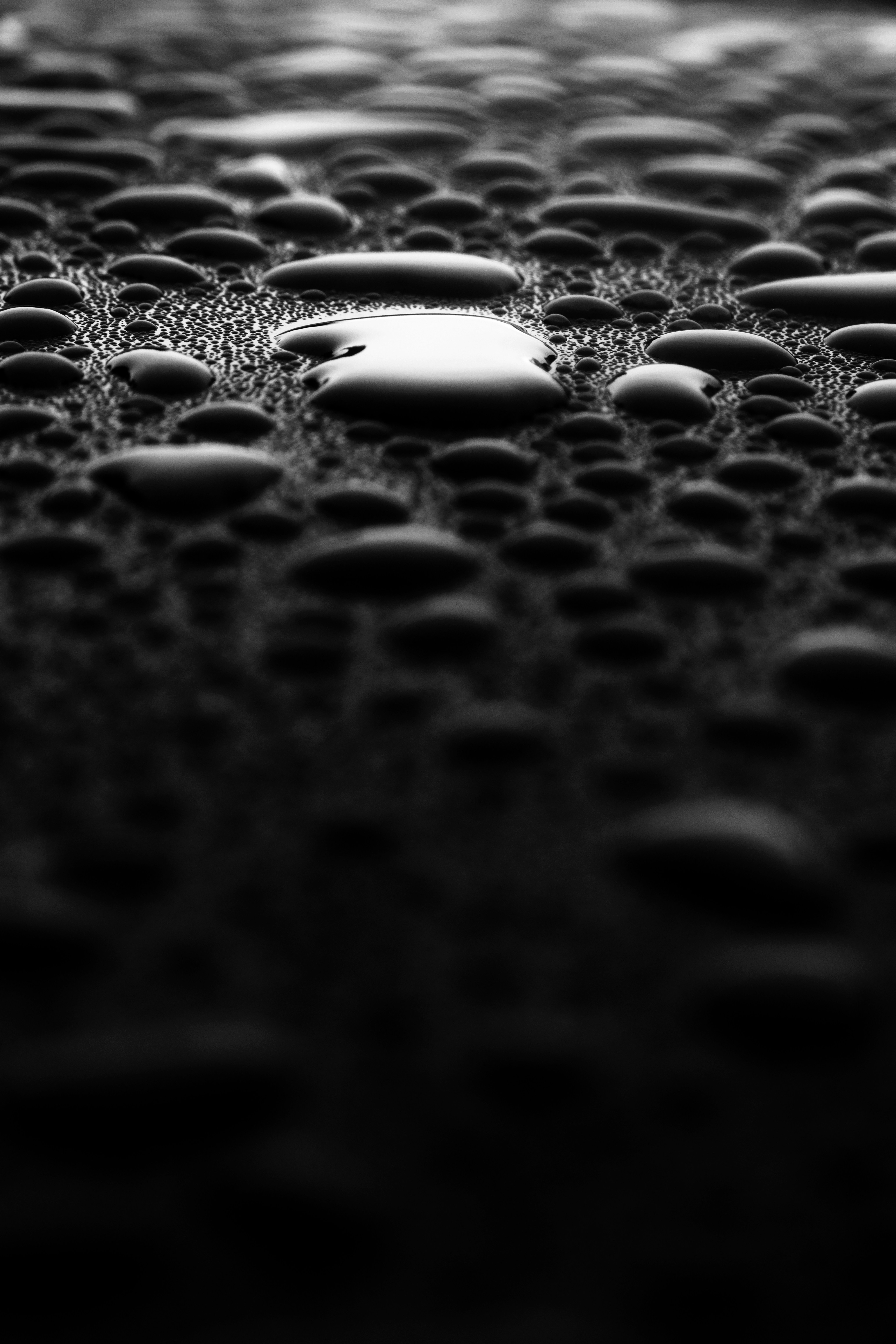 Lustre of Quiet Droplets: A Monochrome Macro Field