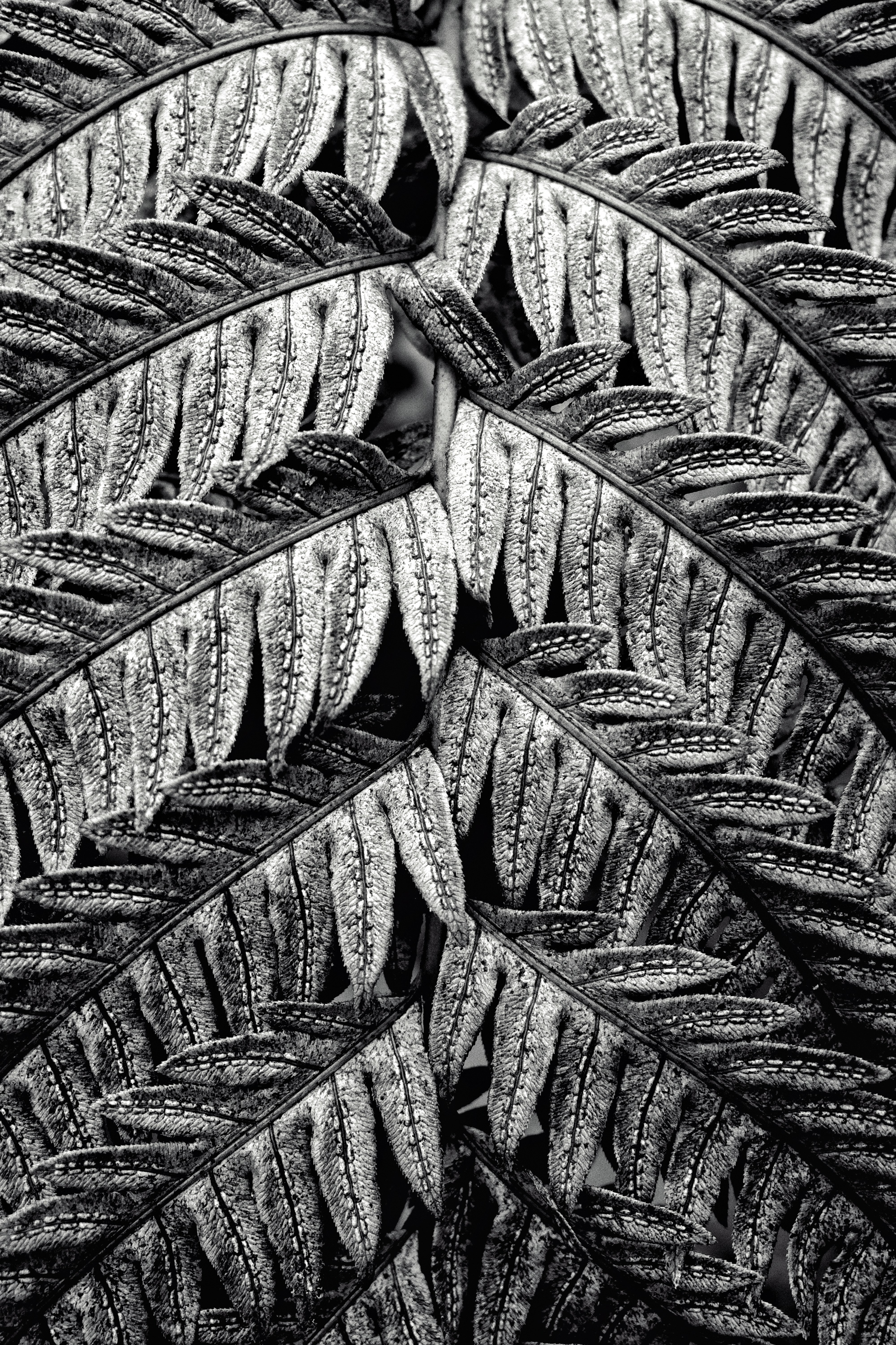 Interwoven Fern Imprint: A Close-Up of Repeating Texture