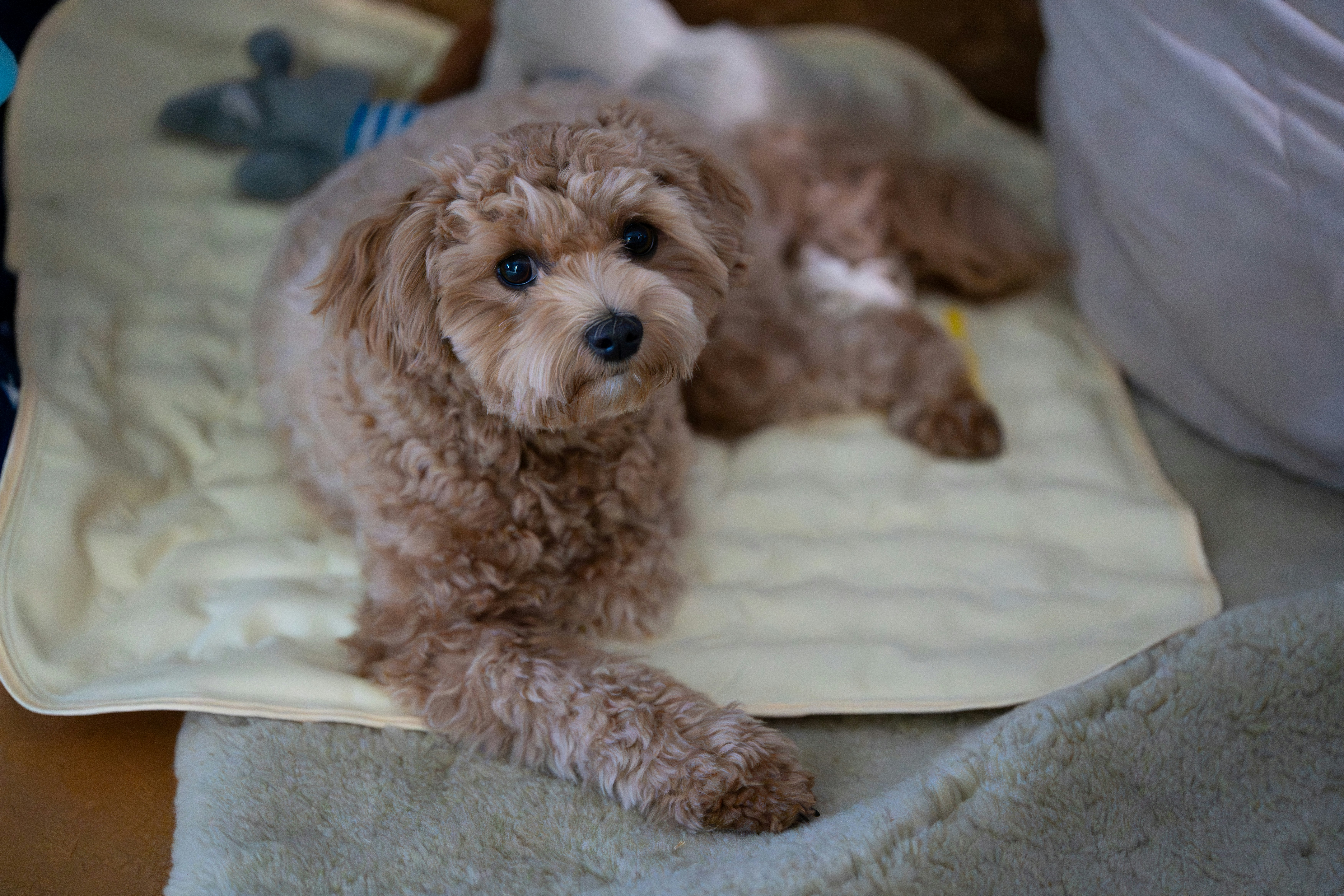Curious Pup on a Creamy Mat