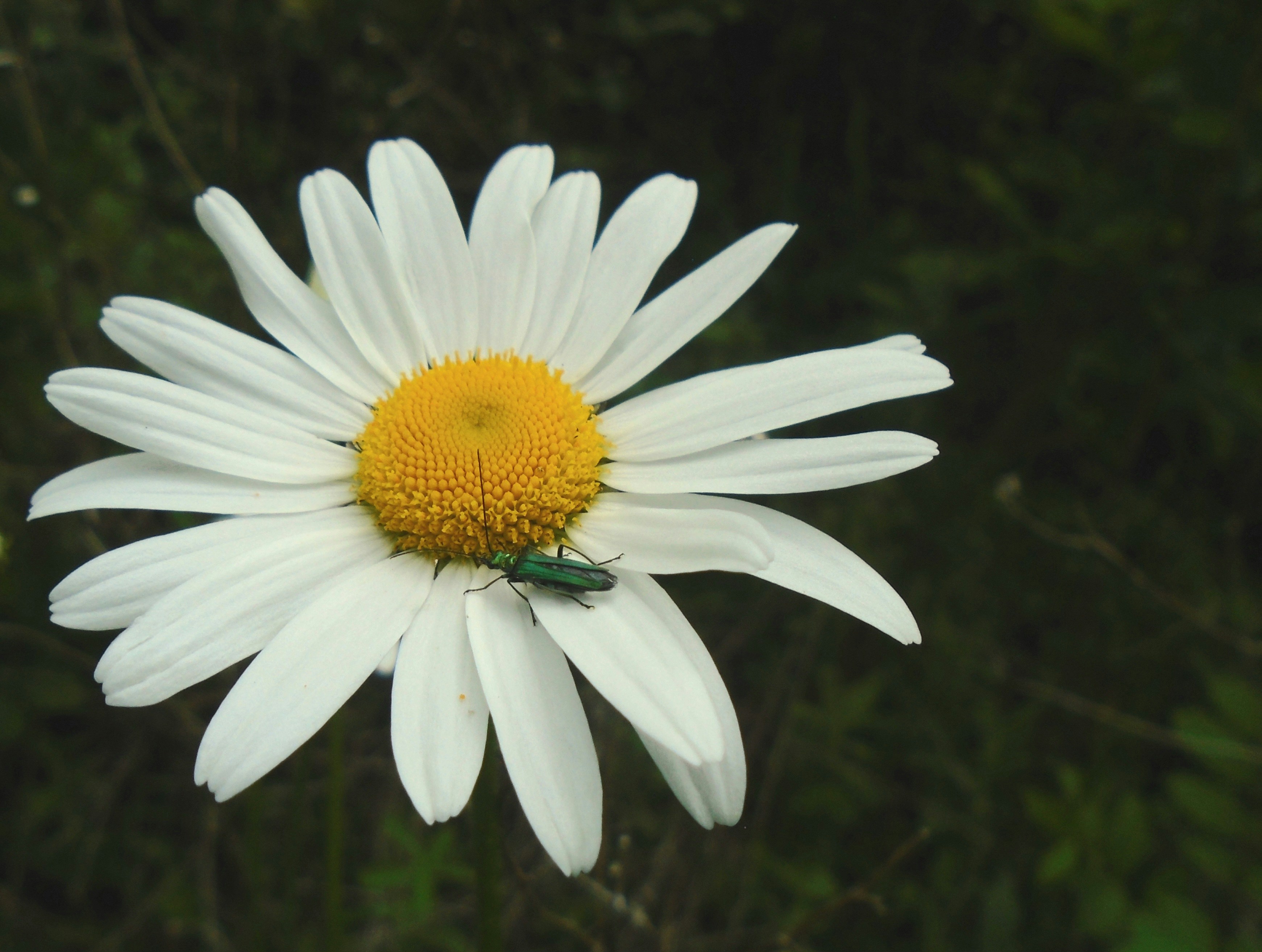 Daisy Spotlight: A Beetle resting on a white petal under natural light