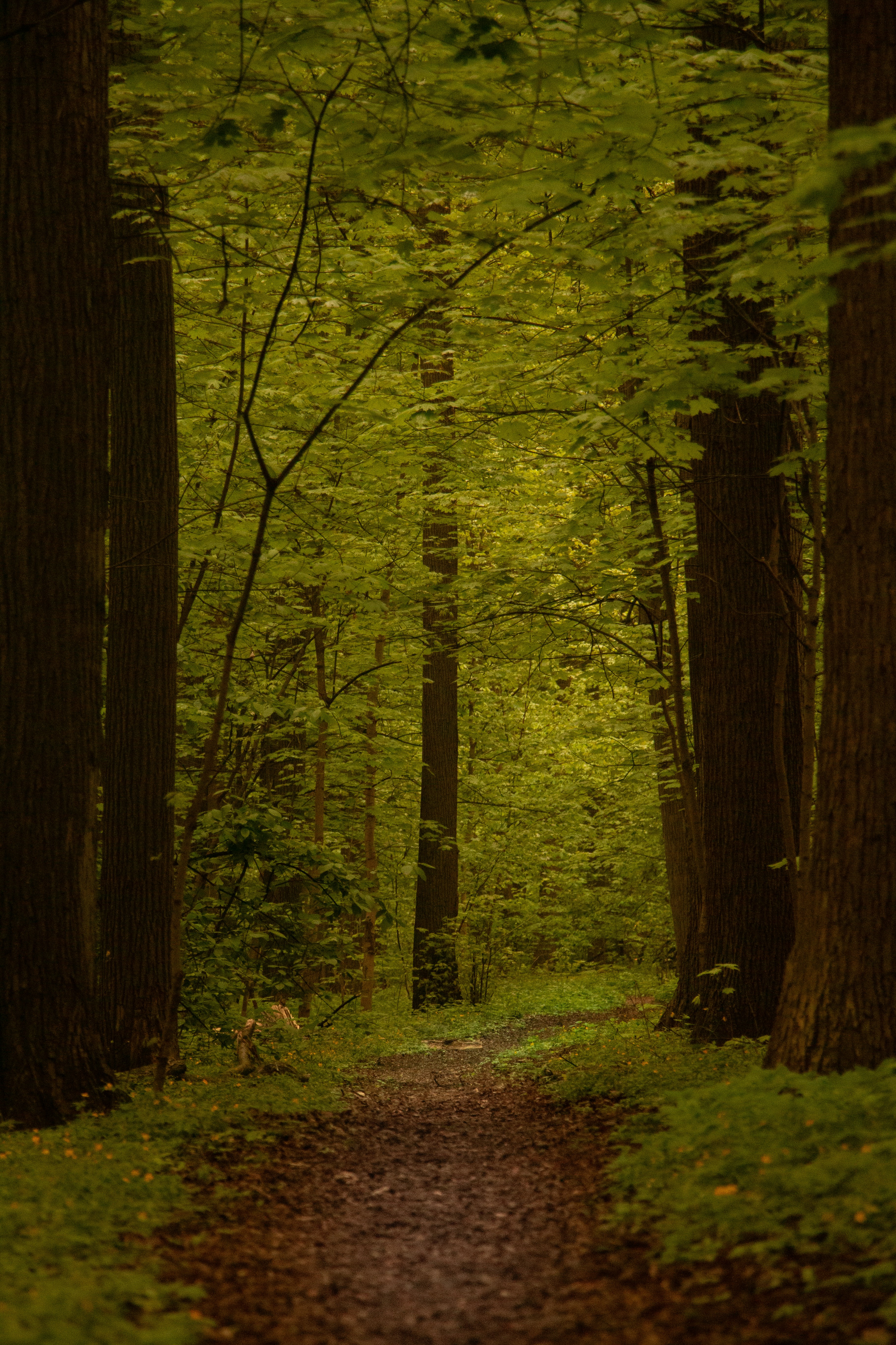 Emerald Corridor: A Quiet Woodland Path Through Towering Trees