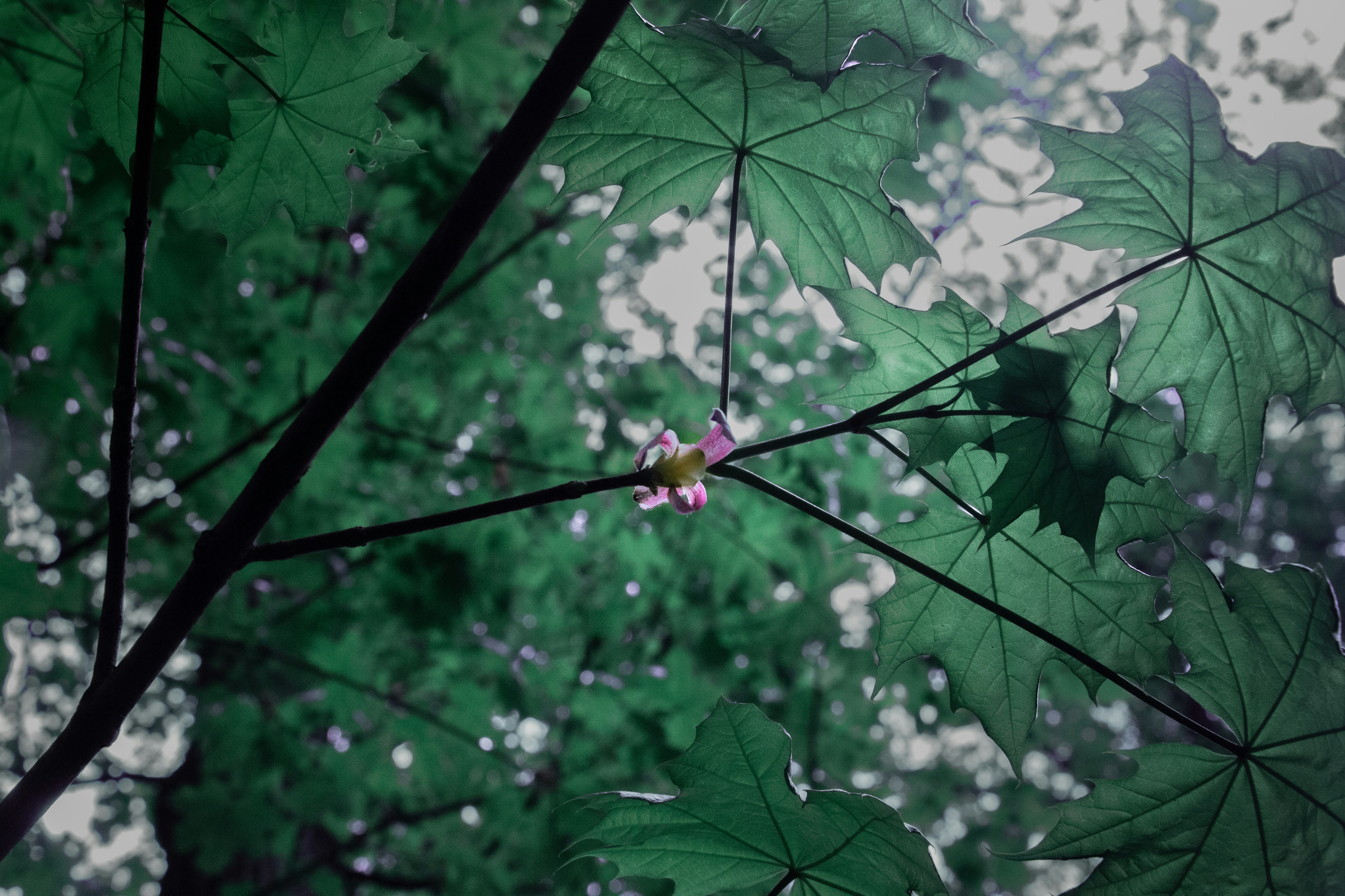 Emerald Veil: A Purple Flower Hidden Among Starry Leaves