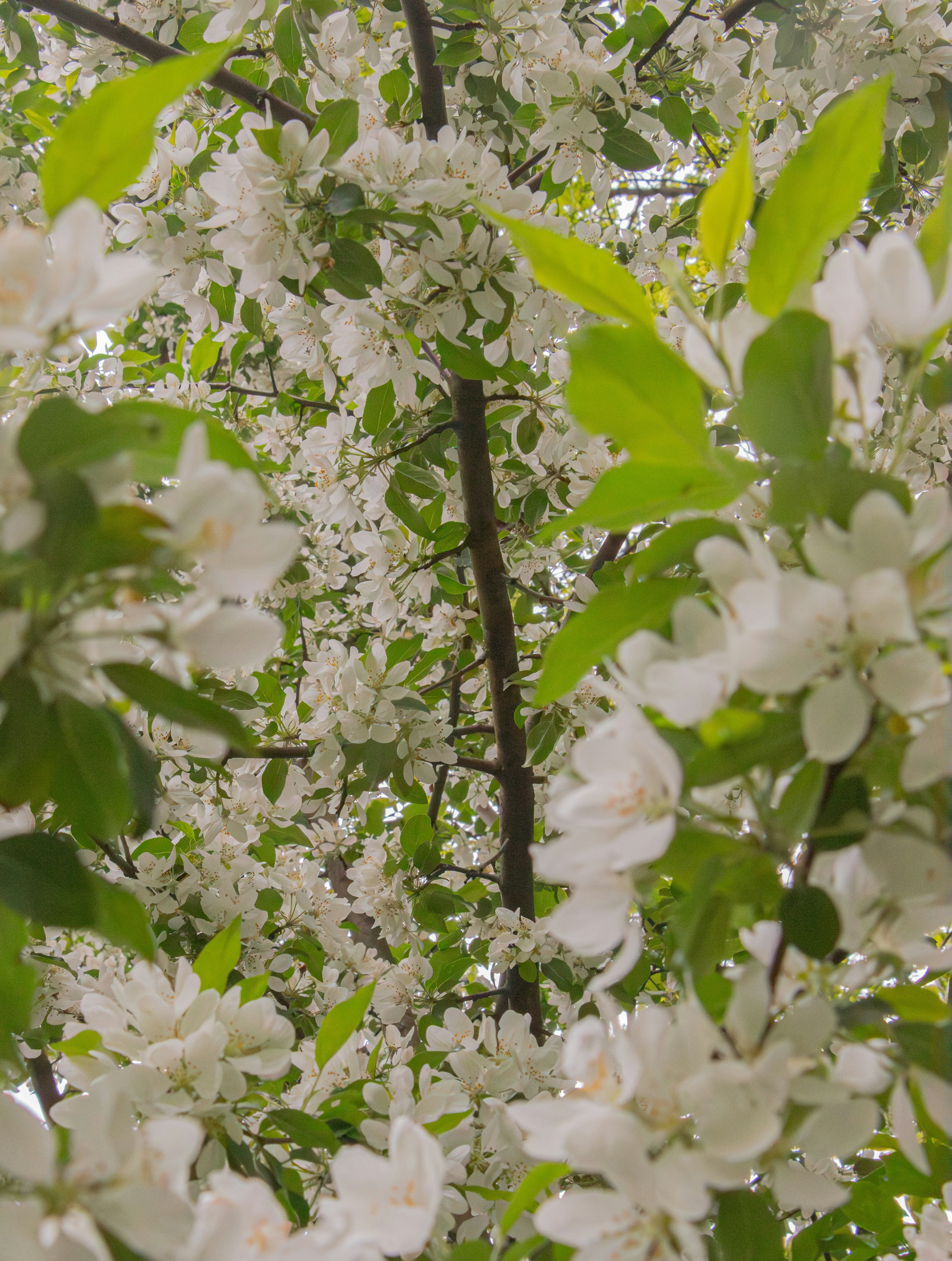 Blooming White Cascade: Spring Blossoms Fill an Orchard Branch