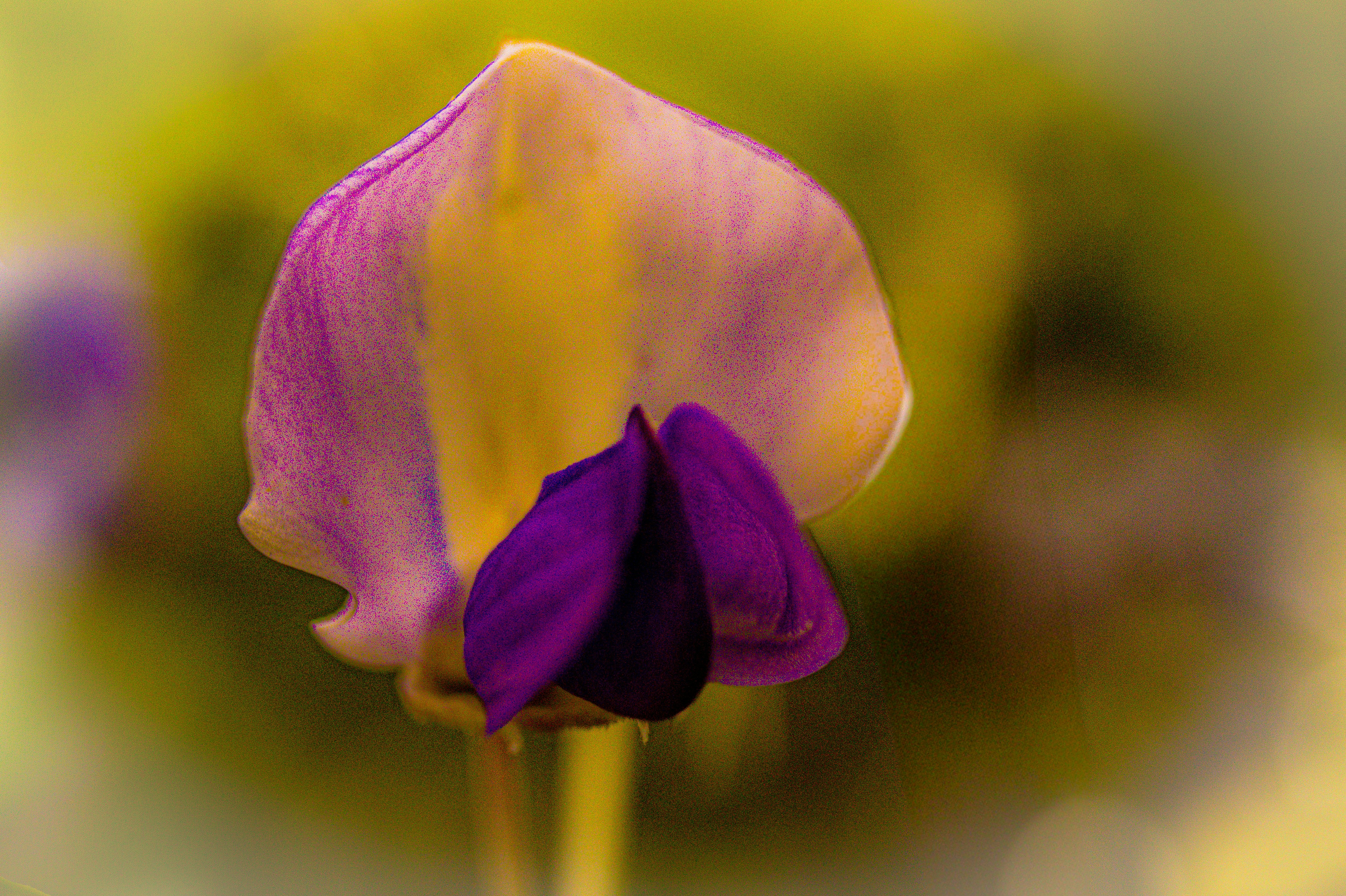Petaled Helios: A Purple-Tipped Iris in Soft Focus