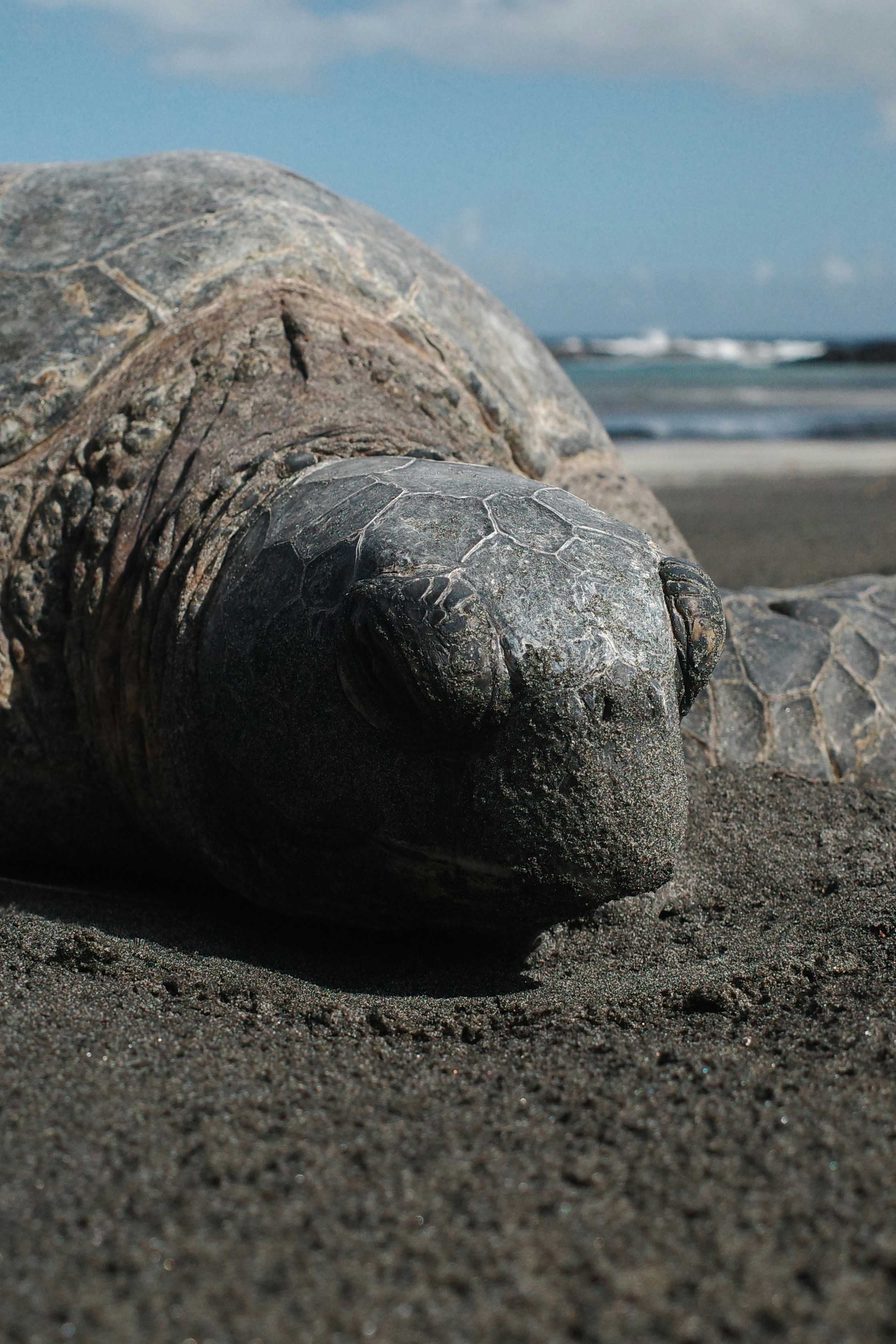 Colossal Beach Guardian: A Tortoise's Quiet Repose on Dark Sands