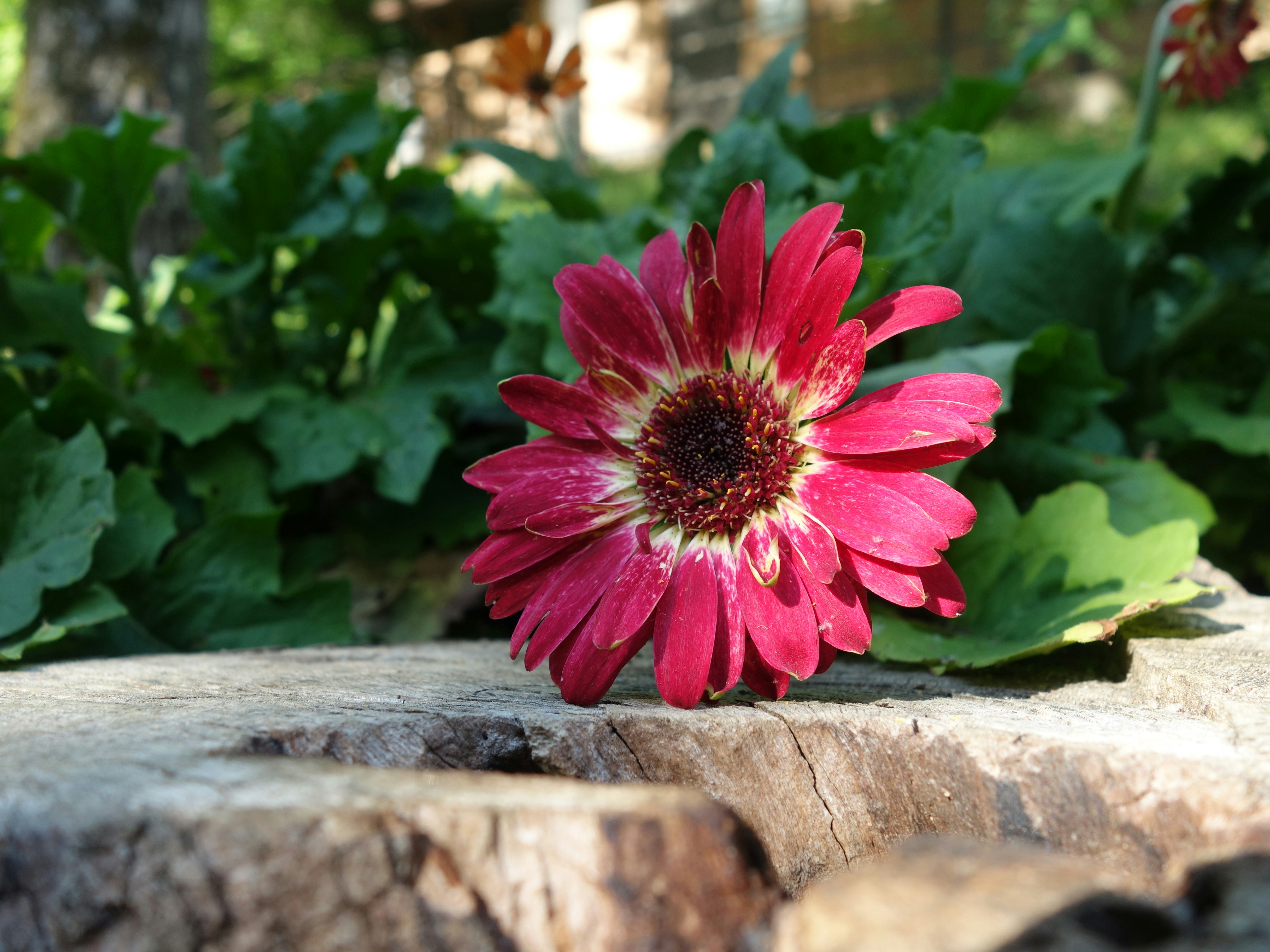 Pink Gerbera on a Weathered Wood Bed
