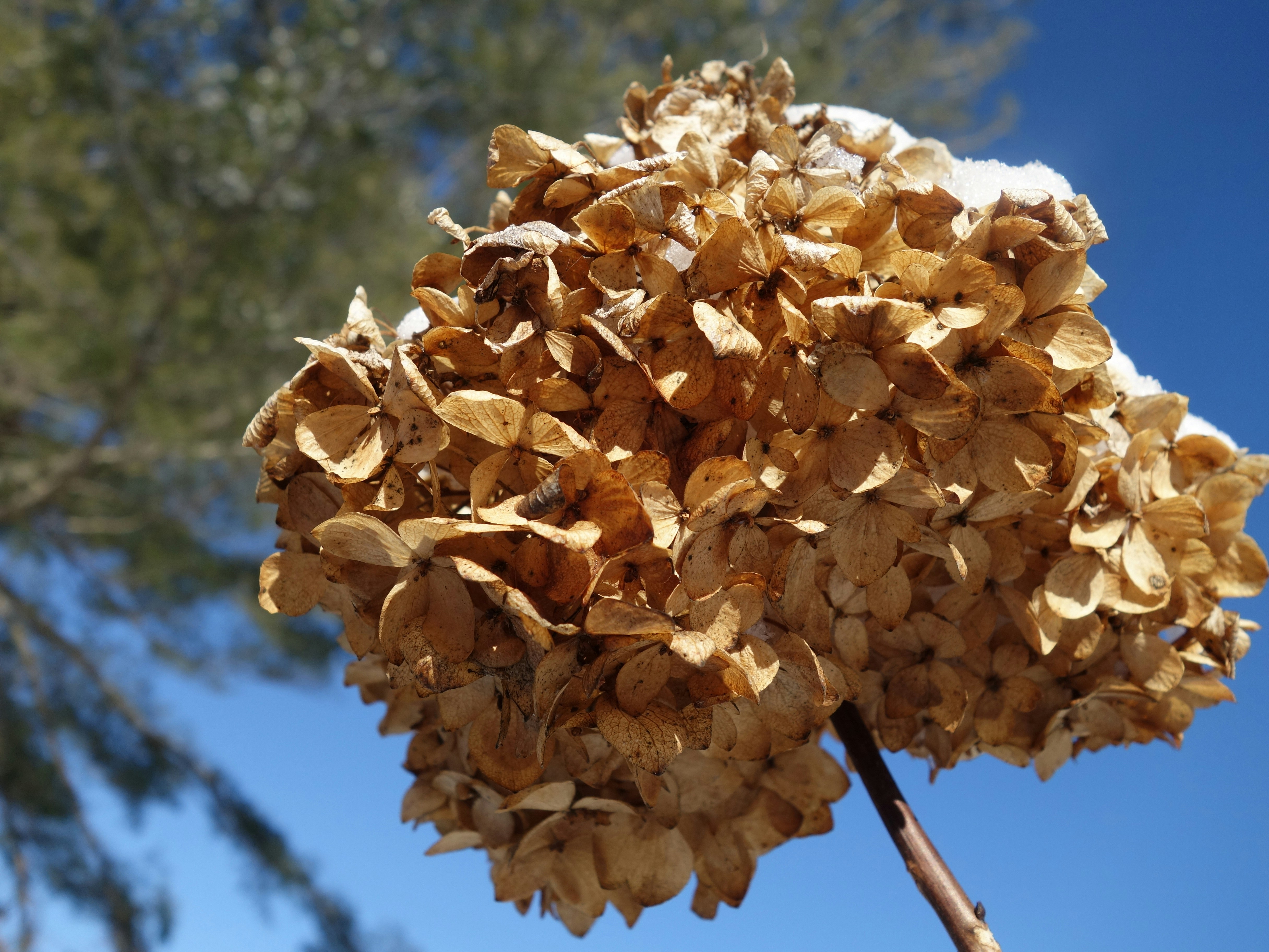 Dry Hydrangea Bloom Against Clear Azure Sky