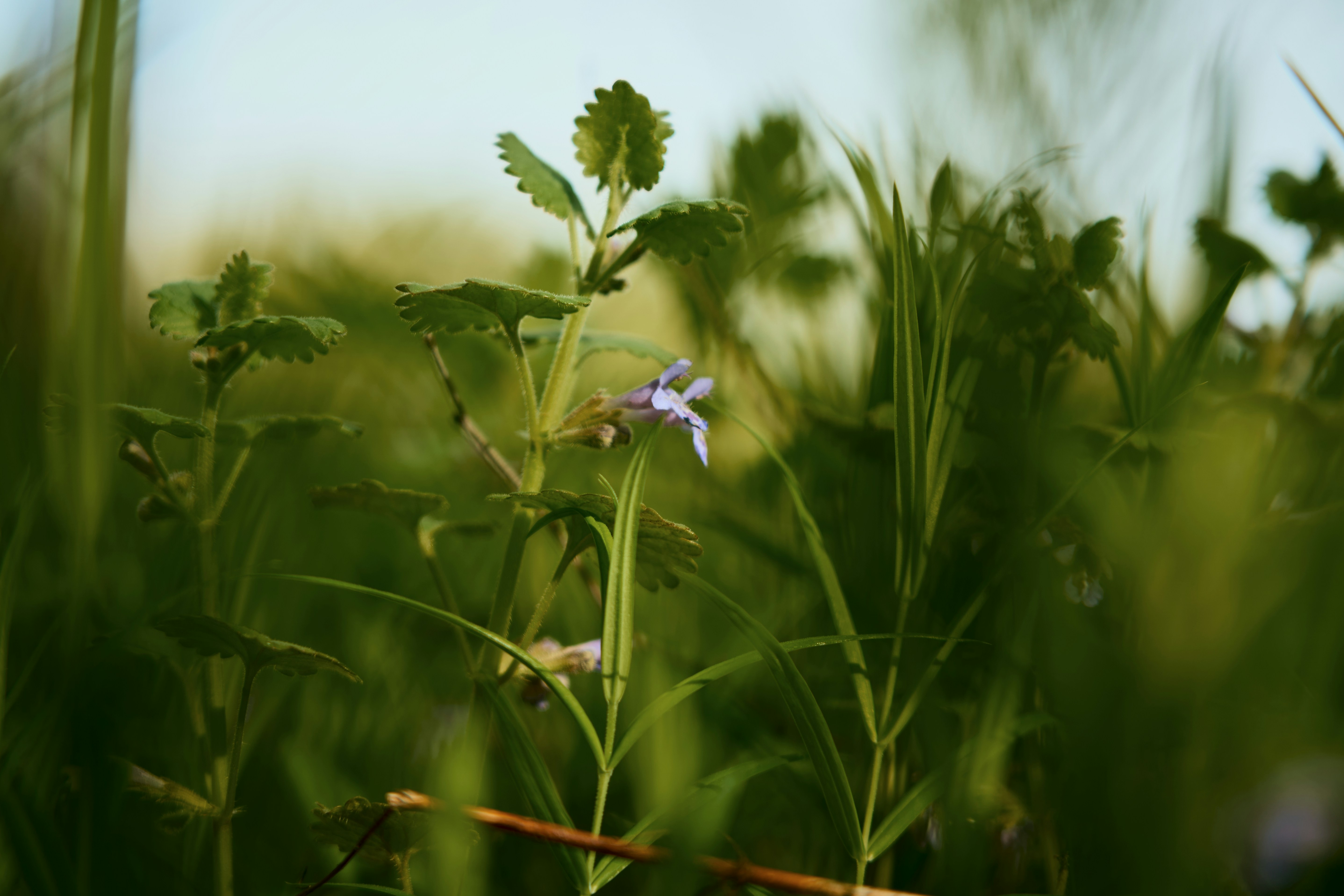 A Quiet Moment in the Meadow: Delicate Blue Flower Reigns Among Grass