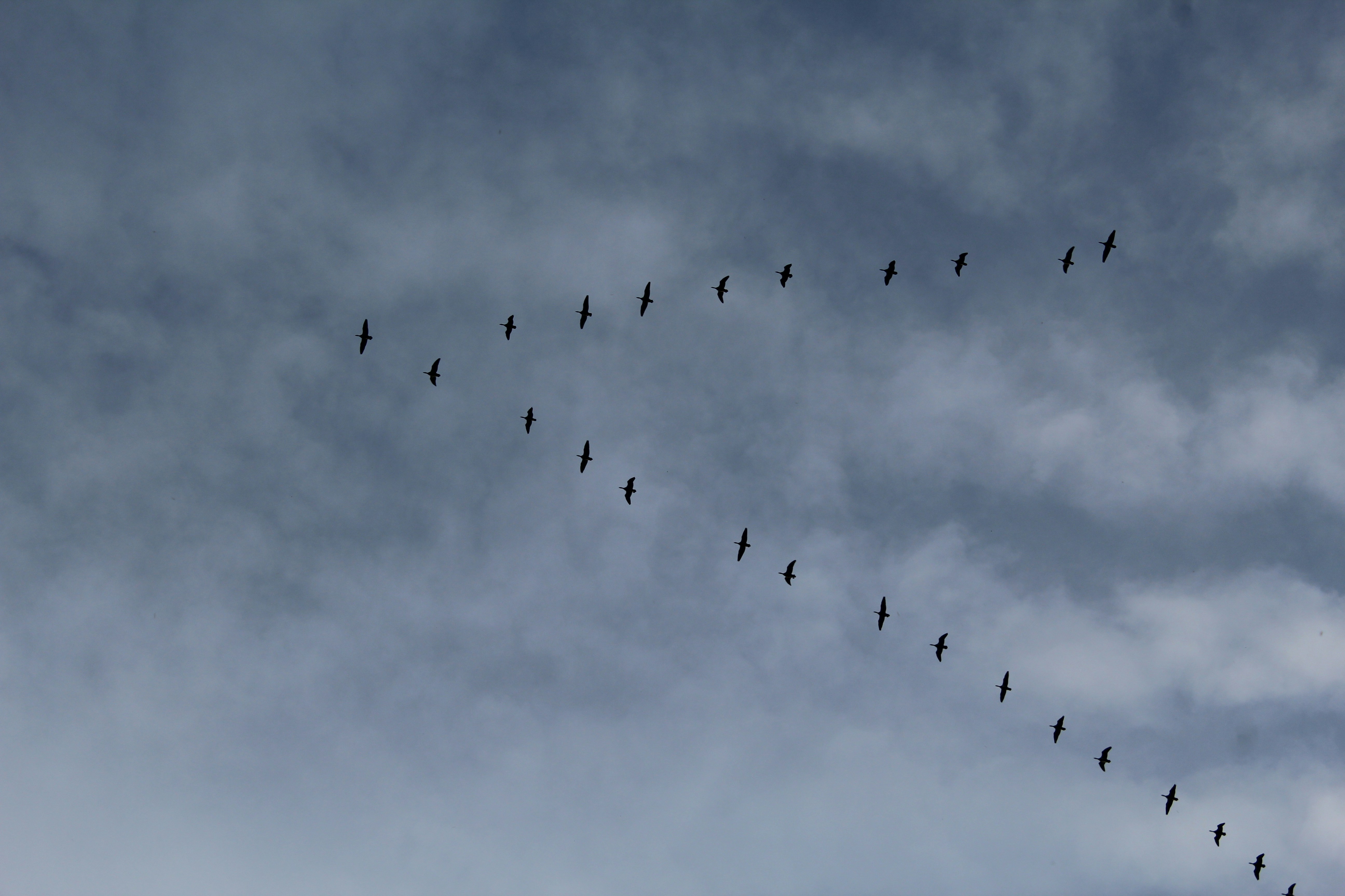V-formed Migration Across a Quiet Sky