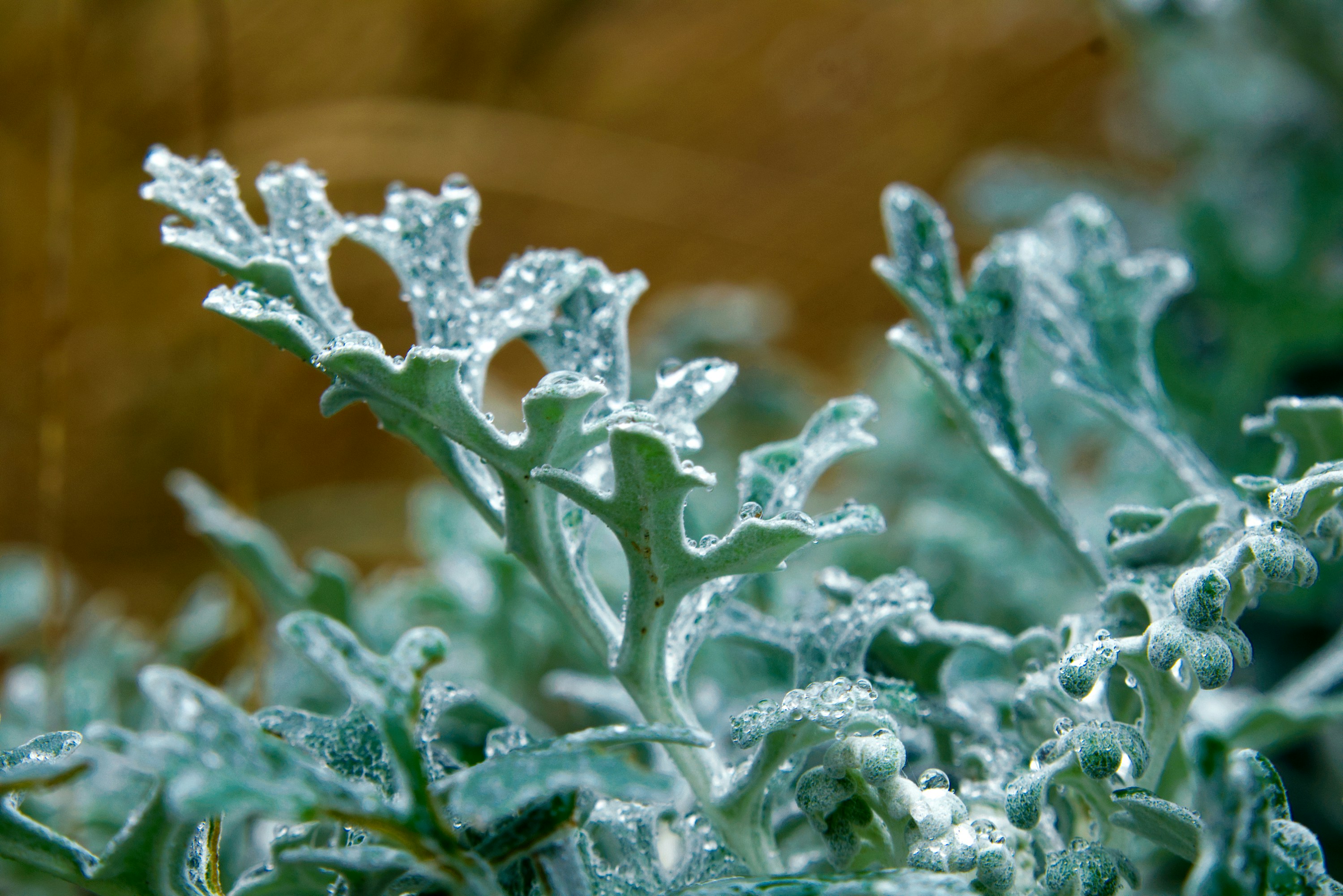 Frosted Ferns: Close-Up of Ice-Coated Leaves