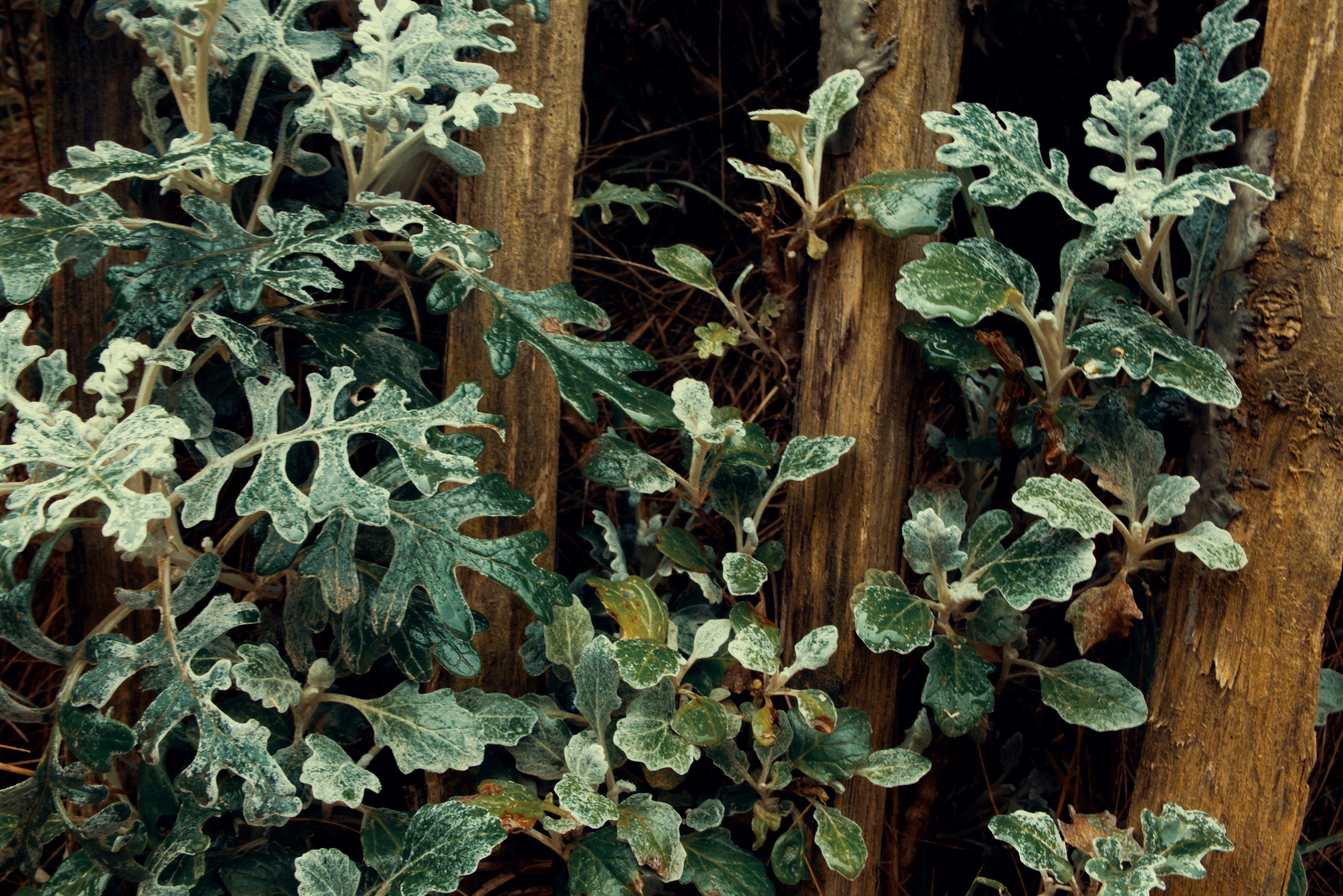 Dusty Ferns and Bark: A Quiet Forest Understory
