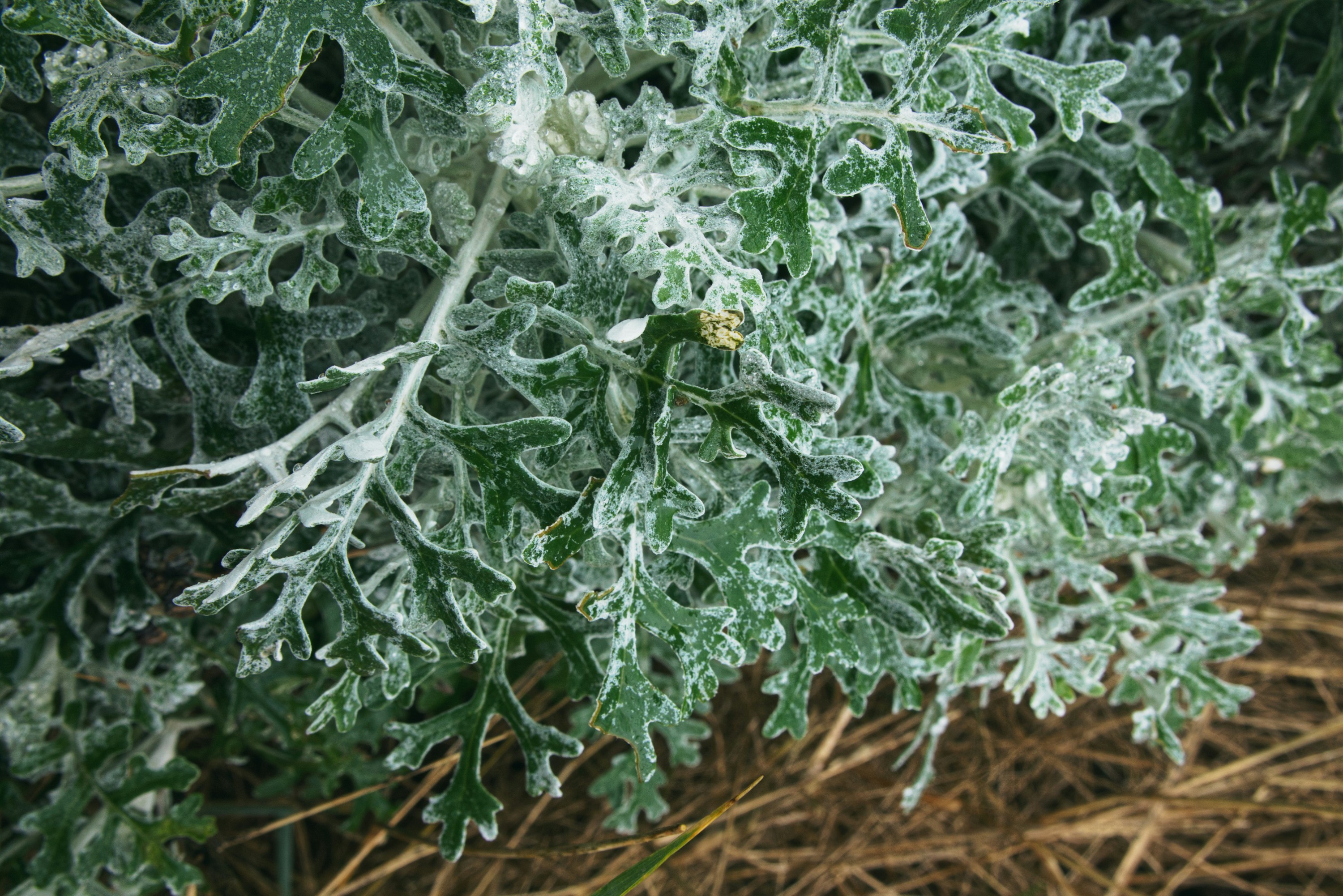 Frost-Kissed Ferns: Delicate Crystals on Winter Fronds