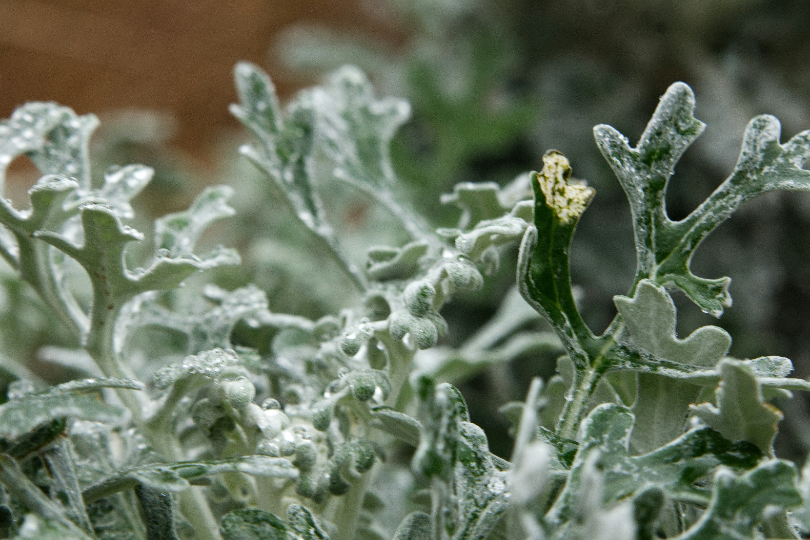 Frost-Kissed Ferns: Delicate Ice Crystals on Winter Foliage