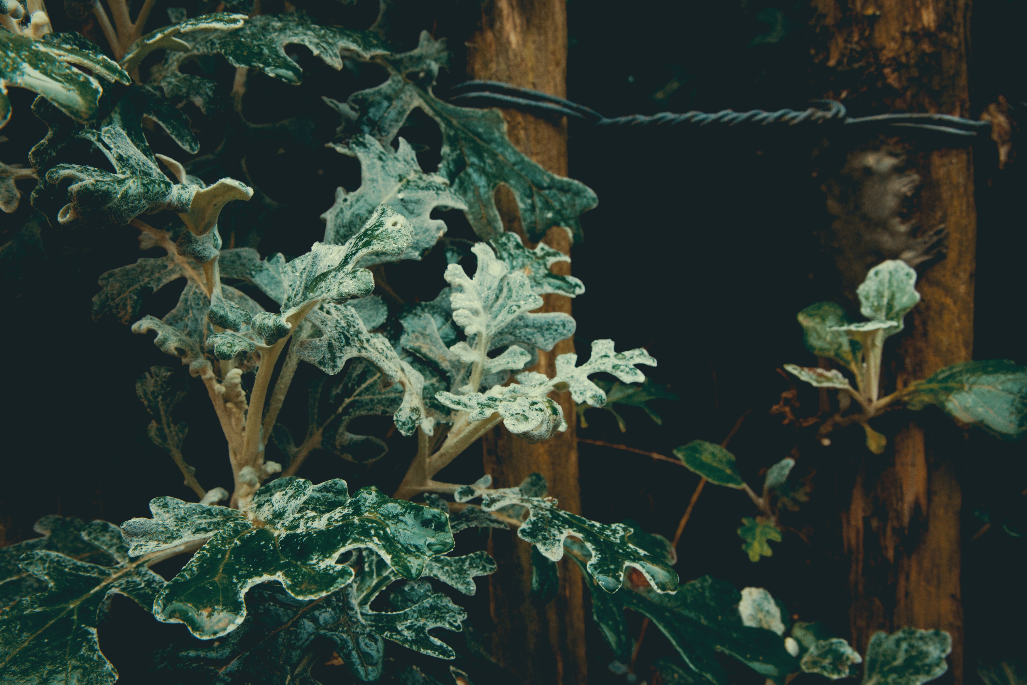 Frosted Aster Leaves Against a Weathered Fence
