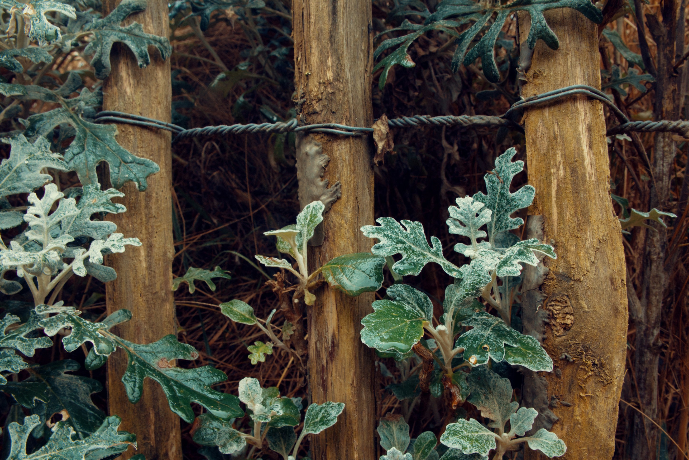 Sturdy Vines and Frosted Leaves Along a Wooden Fence