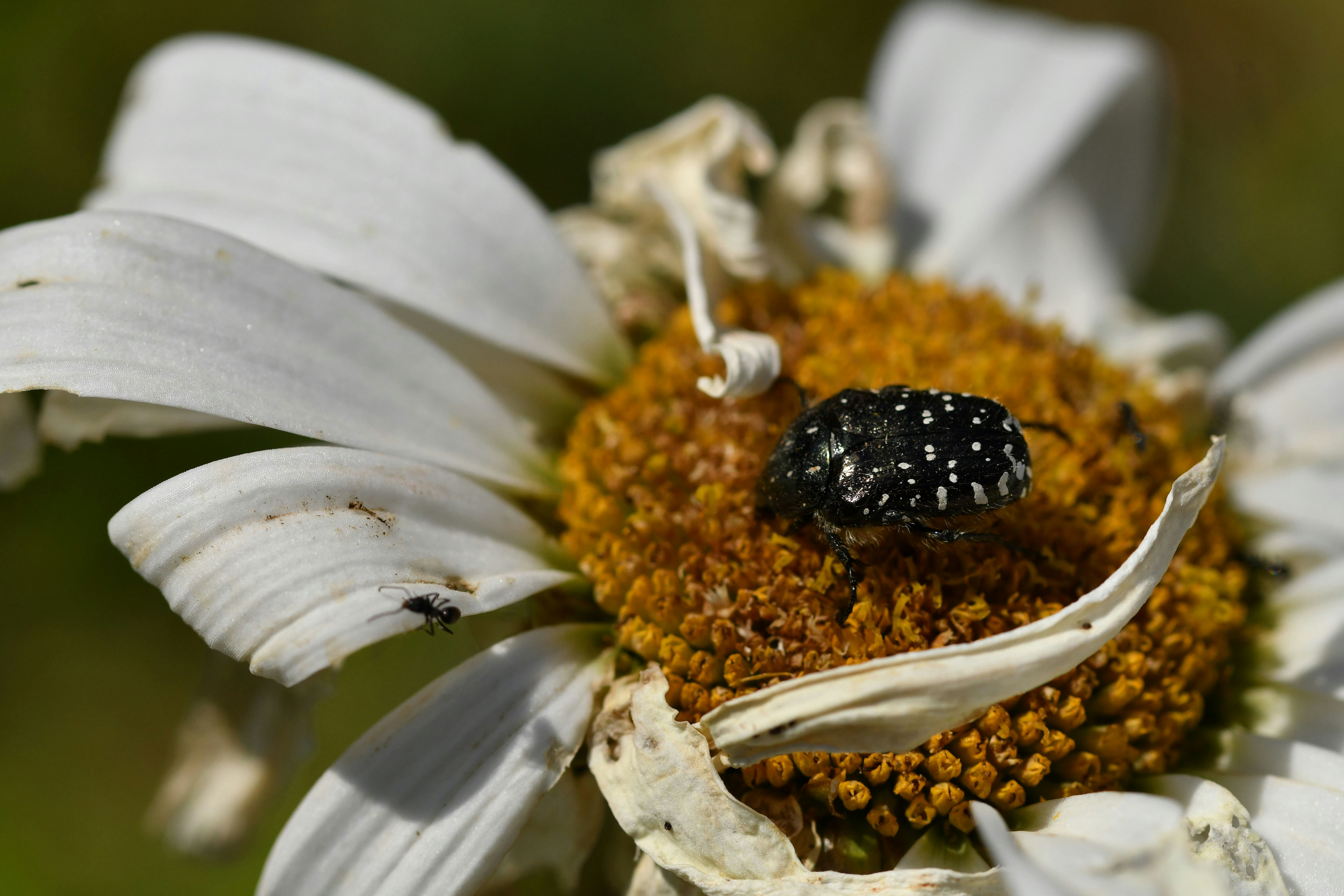 Bloom of the Beaded Beetle: A Close-Up on a Daisies' Center