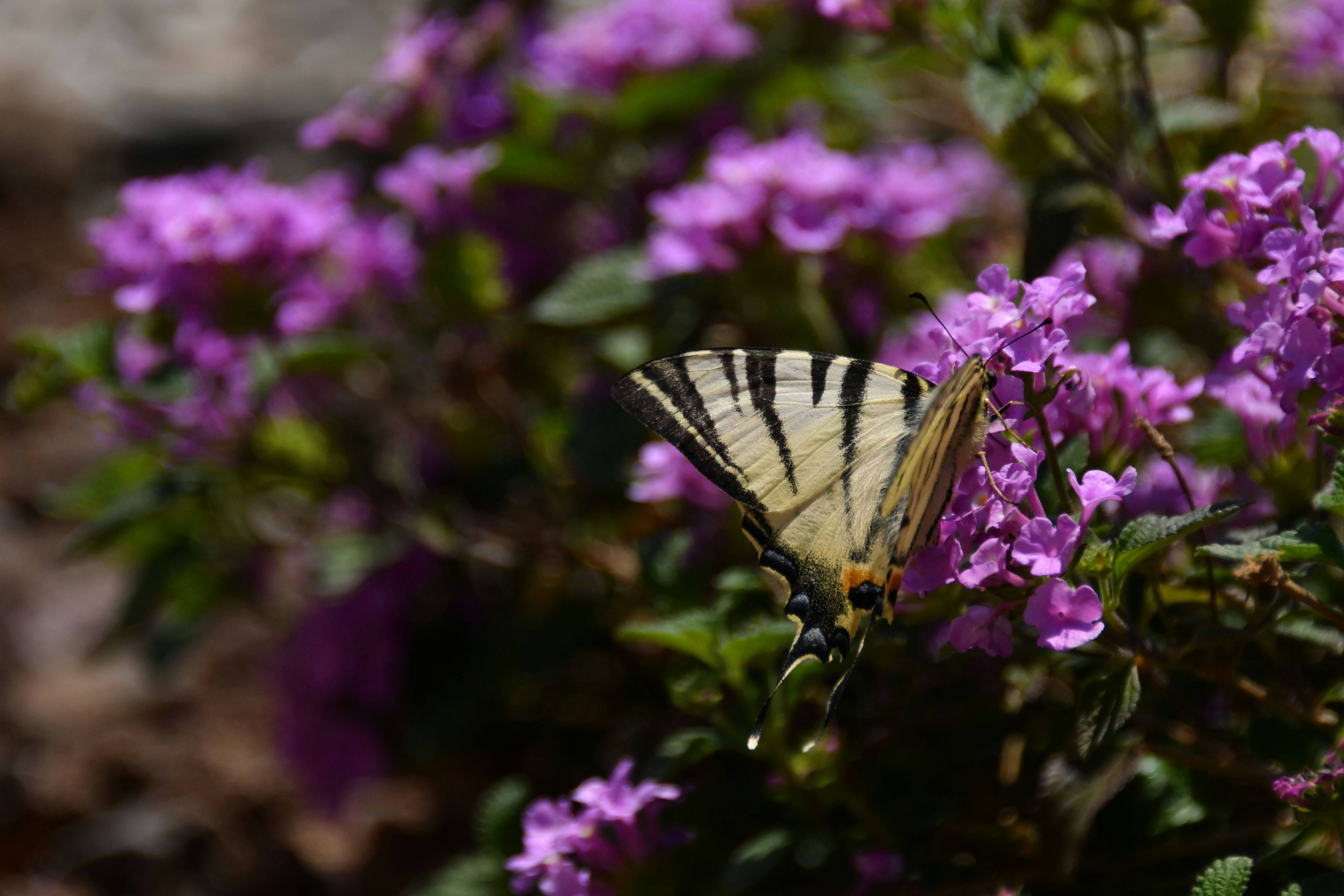 Butterfly Spotlight on Violet Blossoms