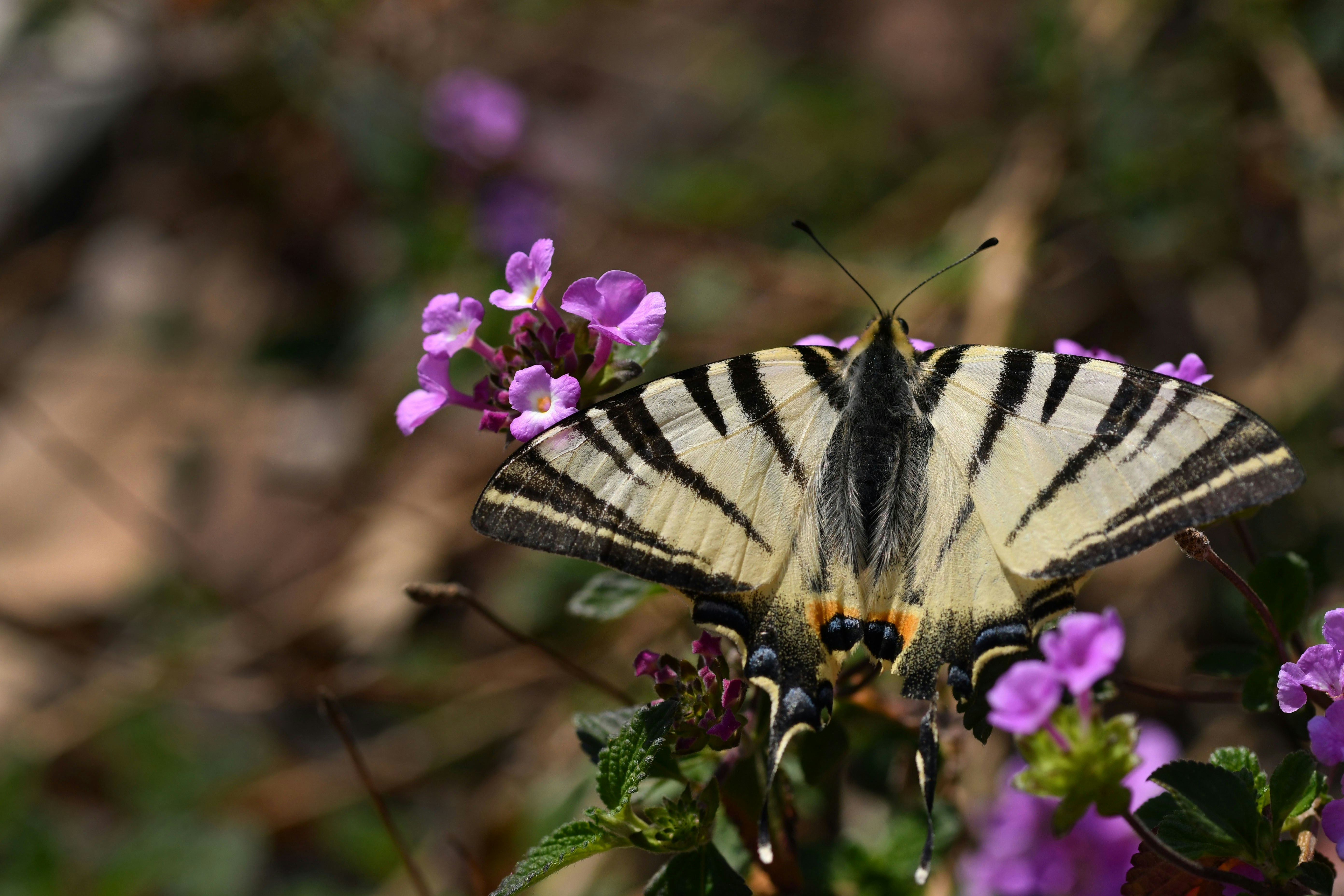 Striped Sailor on Violet Blooms