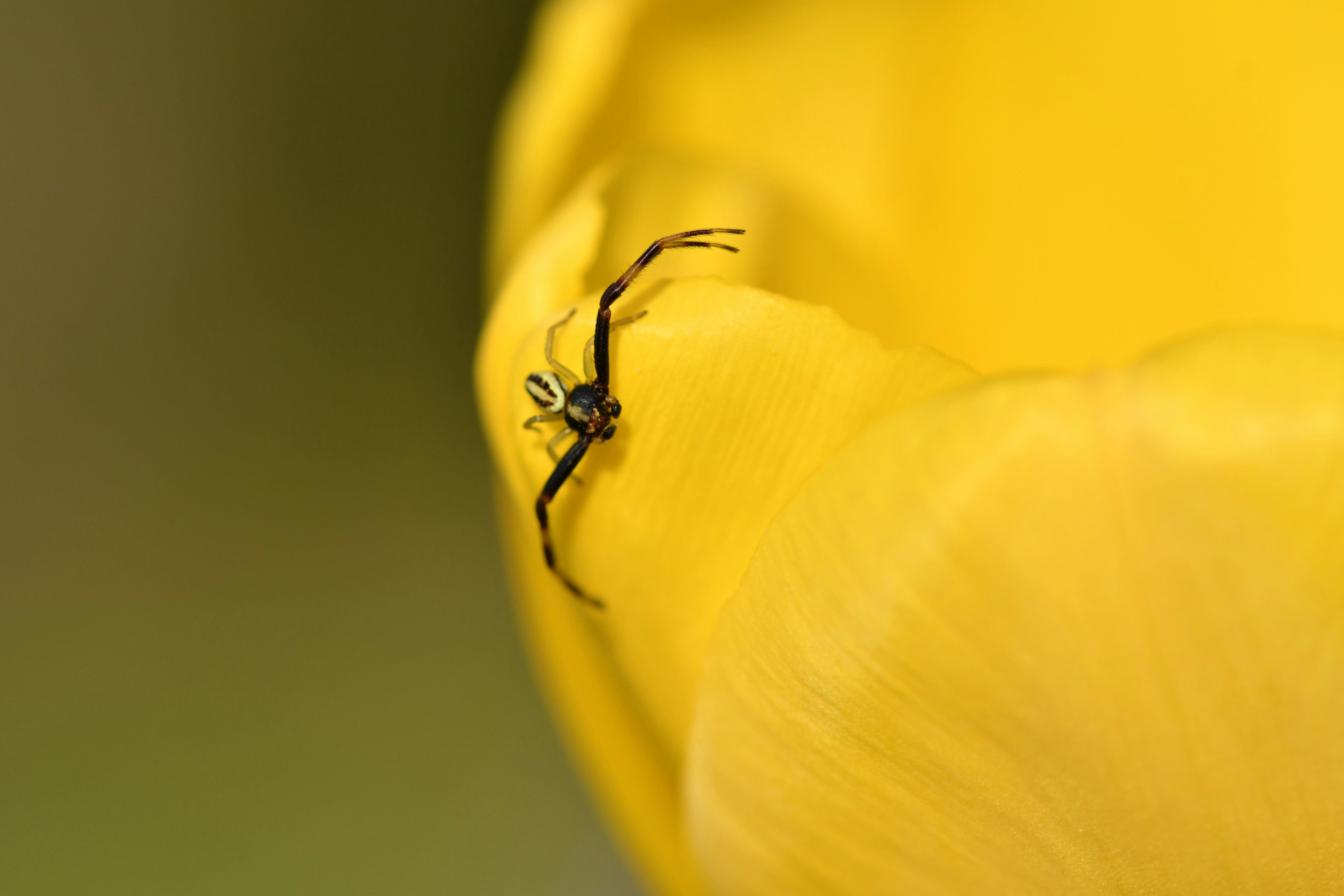 Tiny Arachnid on a Sunlit Petal