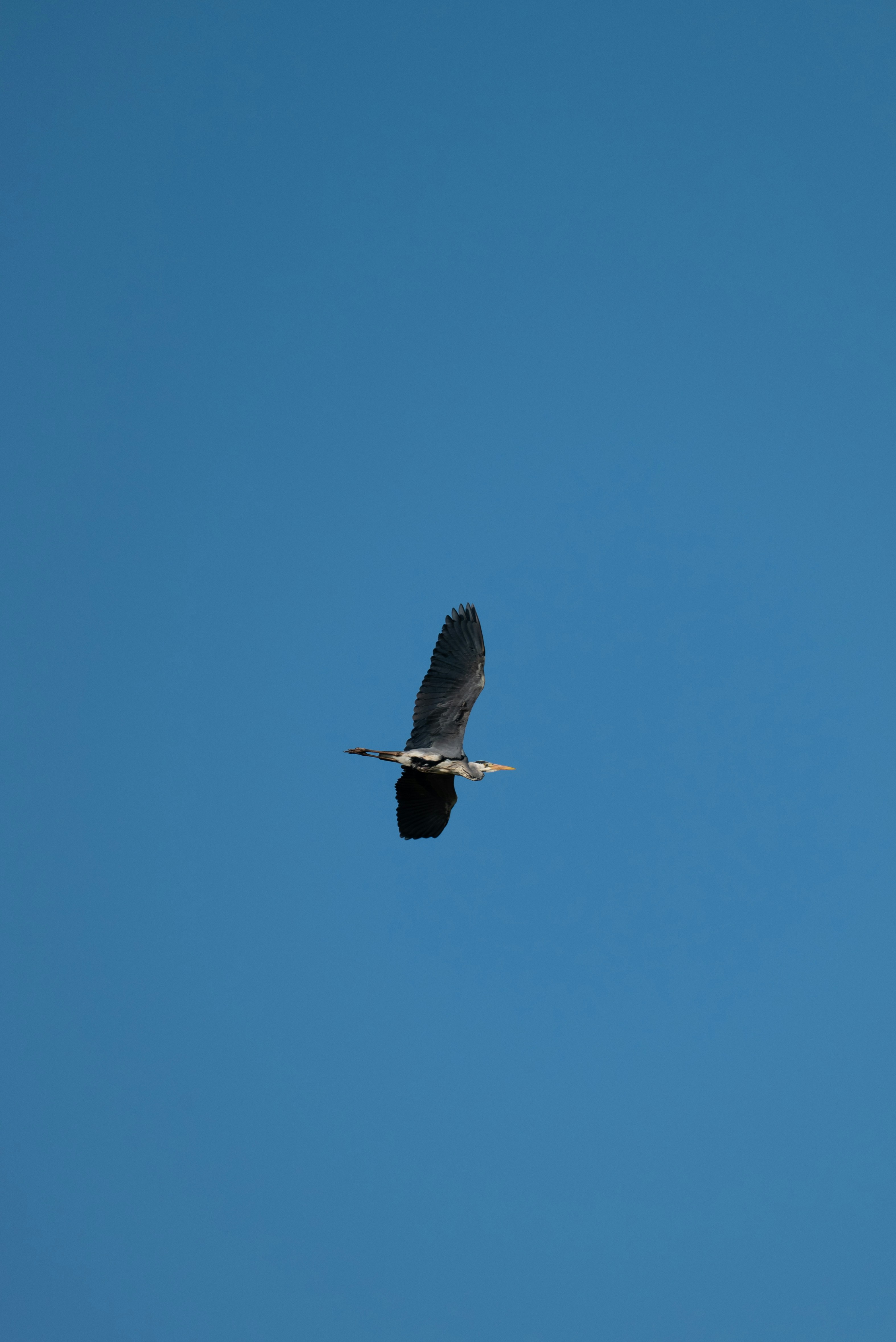 Mid‑Flight Silhouette: A Black Heron Tracing the Blue