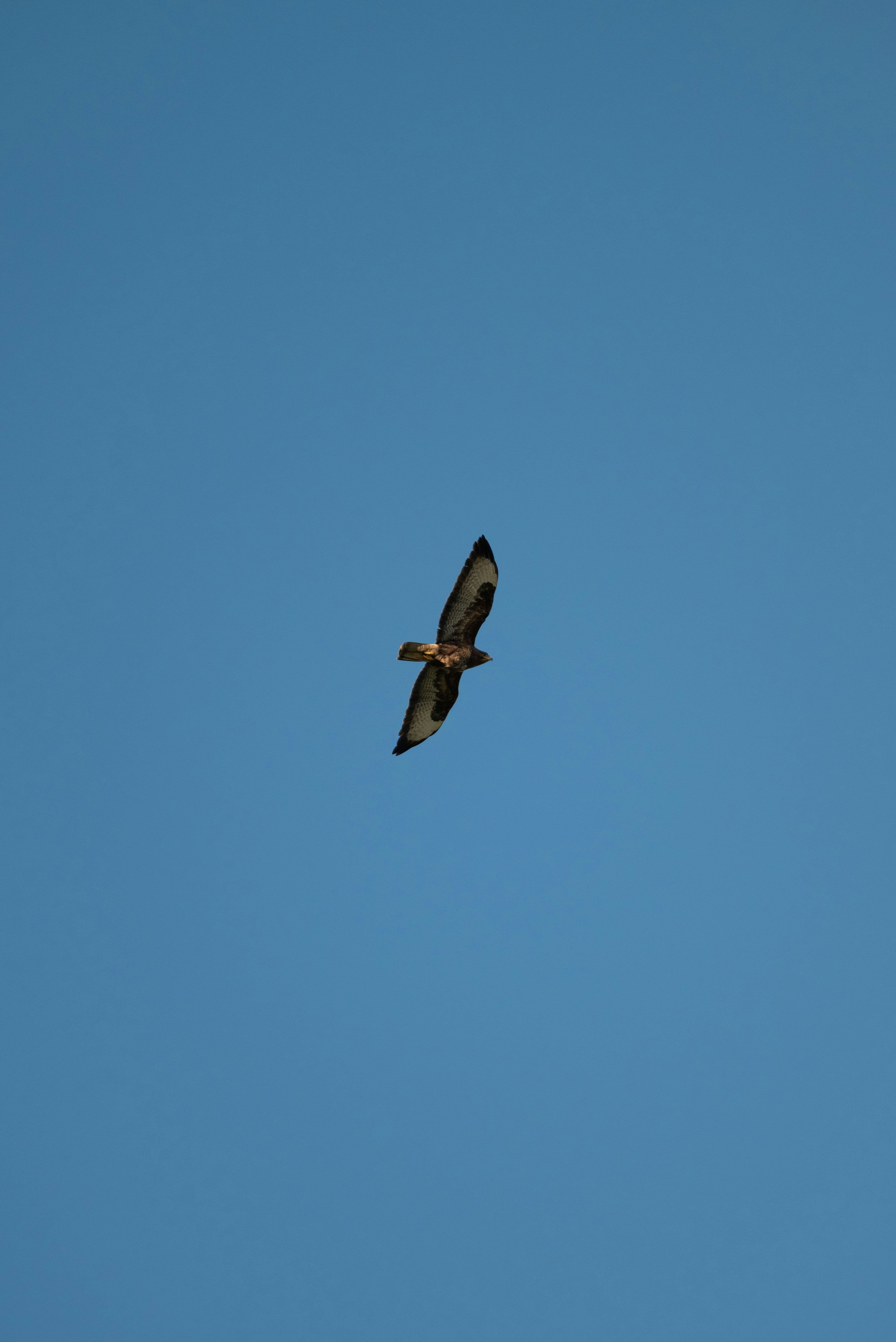 Soaring Red-tailed Falcon Against a Clear Afternoon Sky