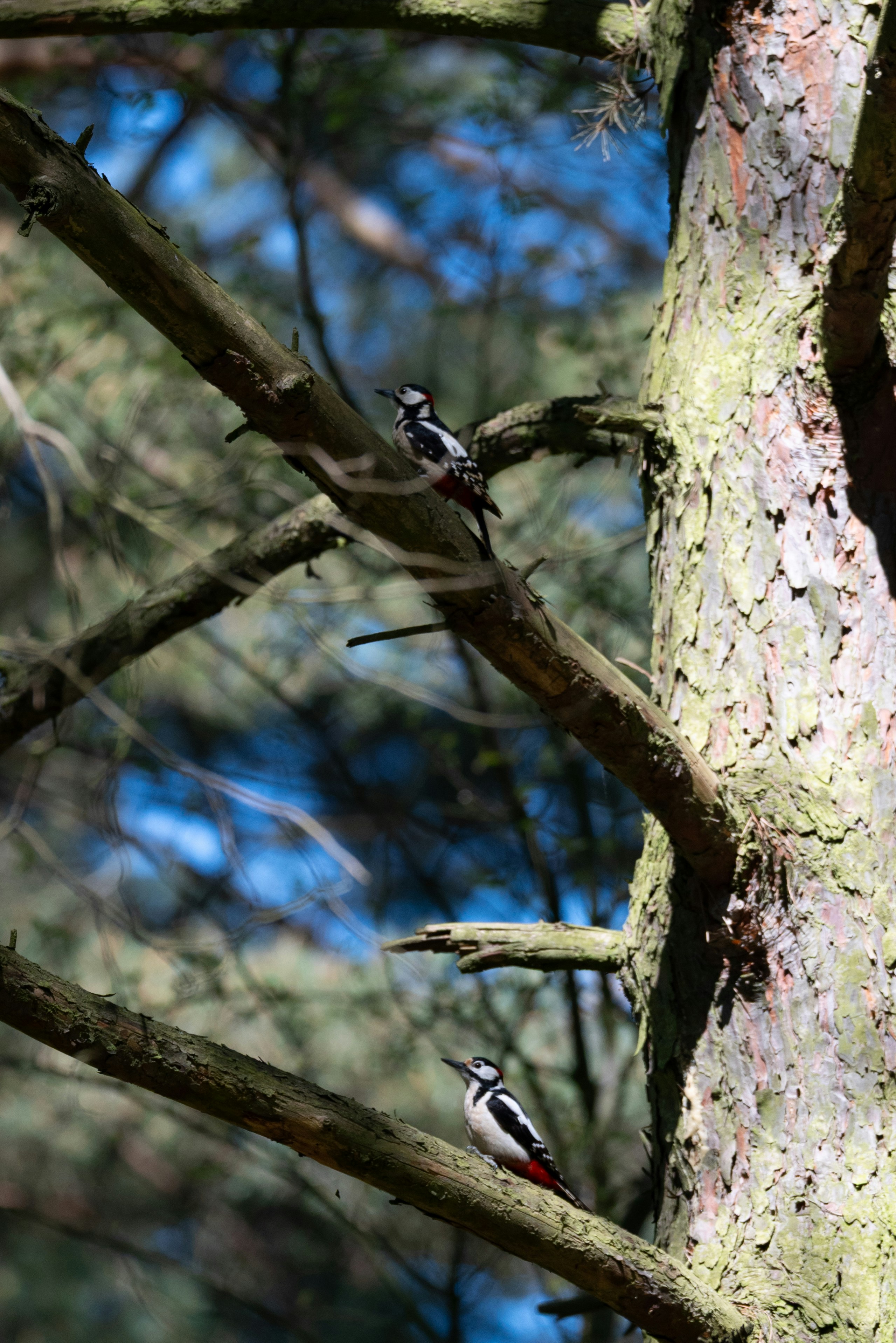 Two Martins on a Bark-Crossed Branch