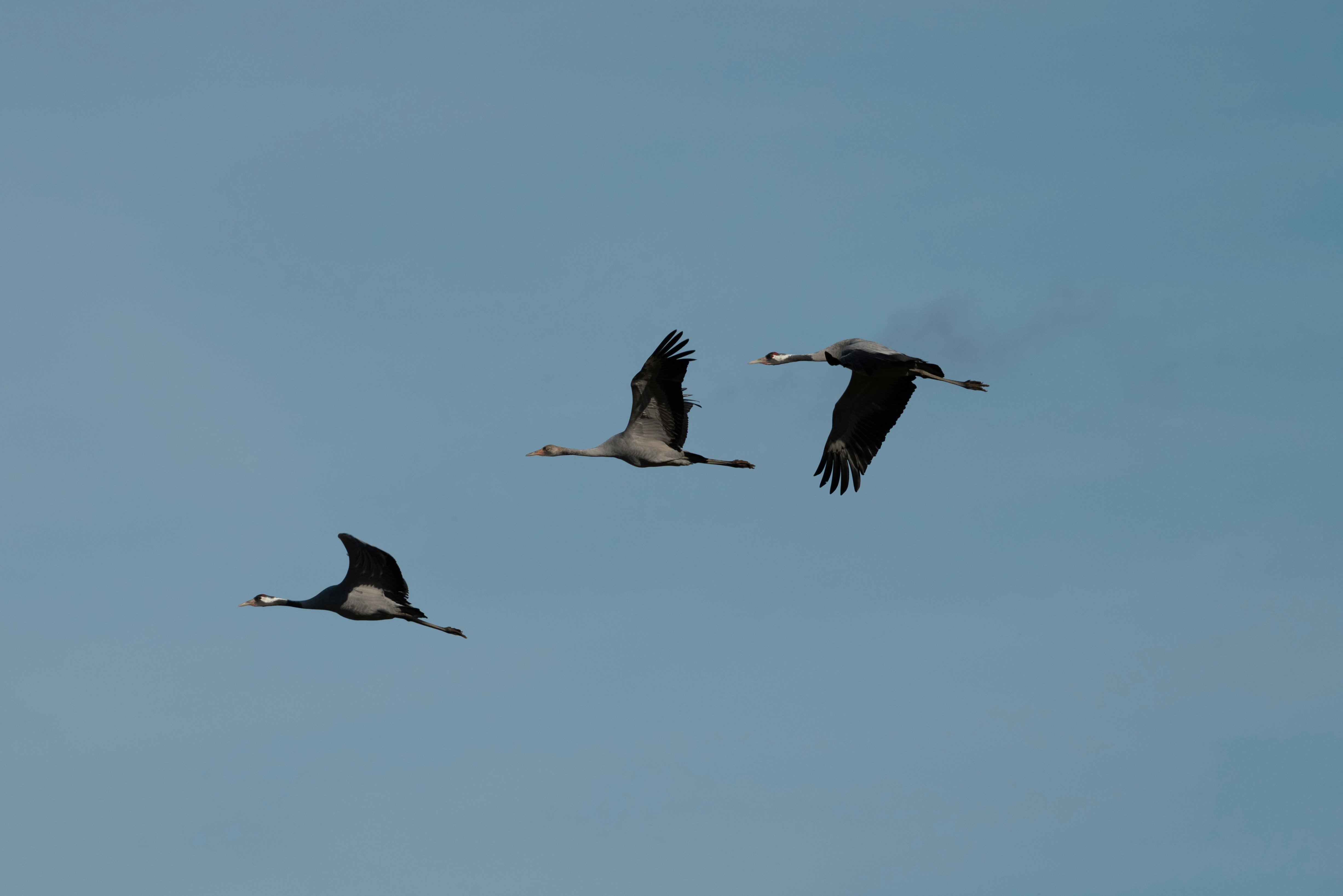 Three Silent Migrants Across a Clear Sky