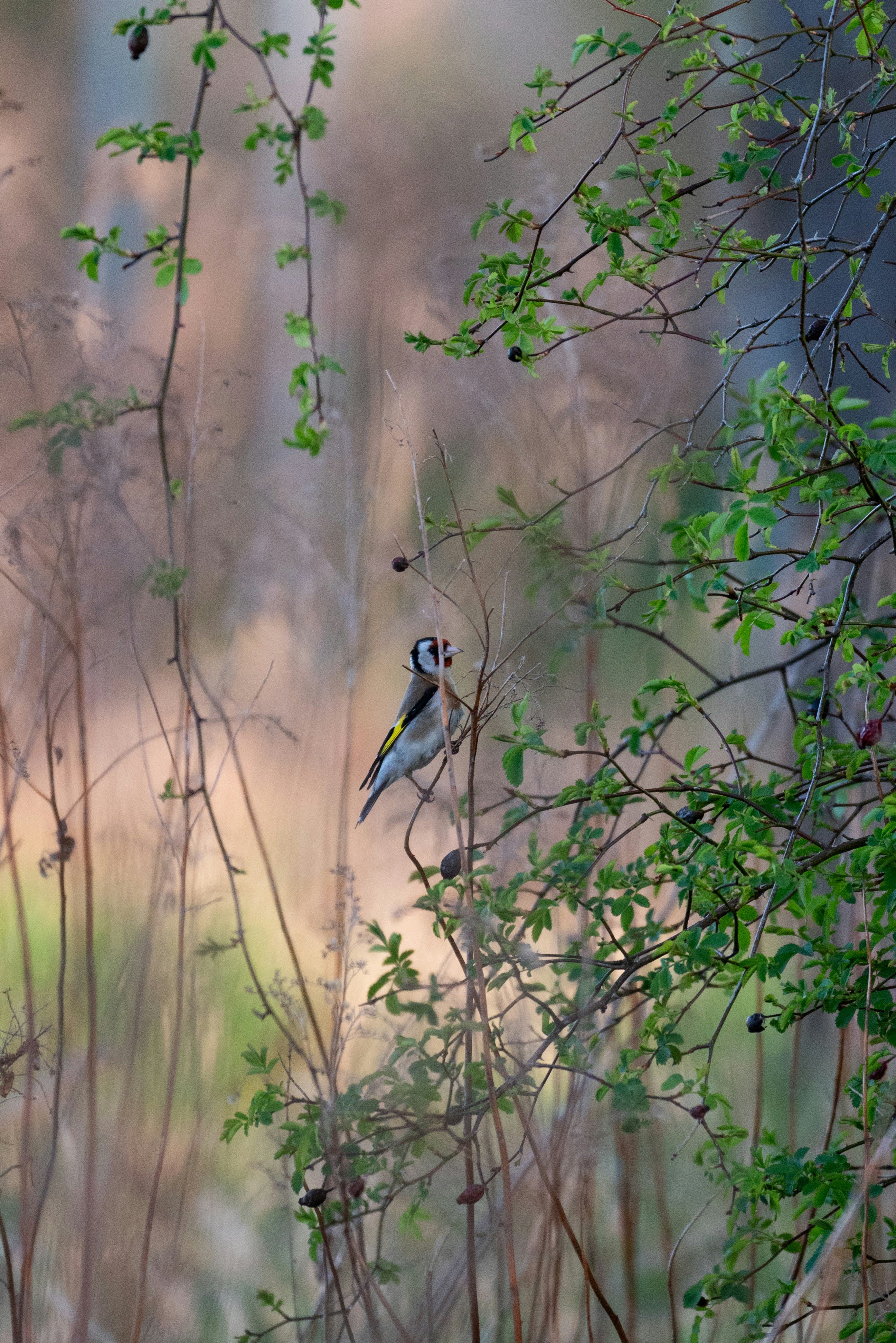 Goldfinch in Spring Thicket: A Quiet Moment Amid Fresh Foliage