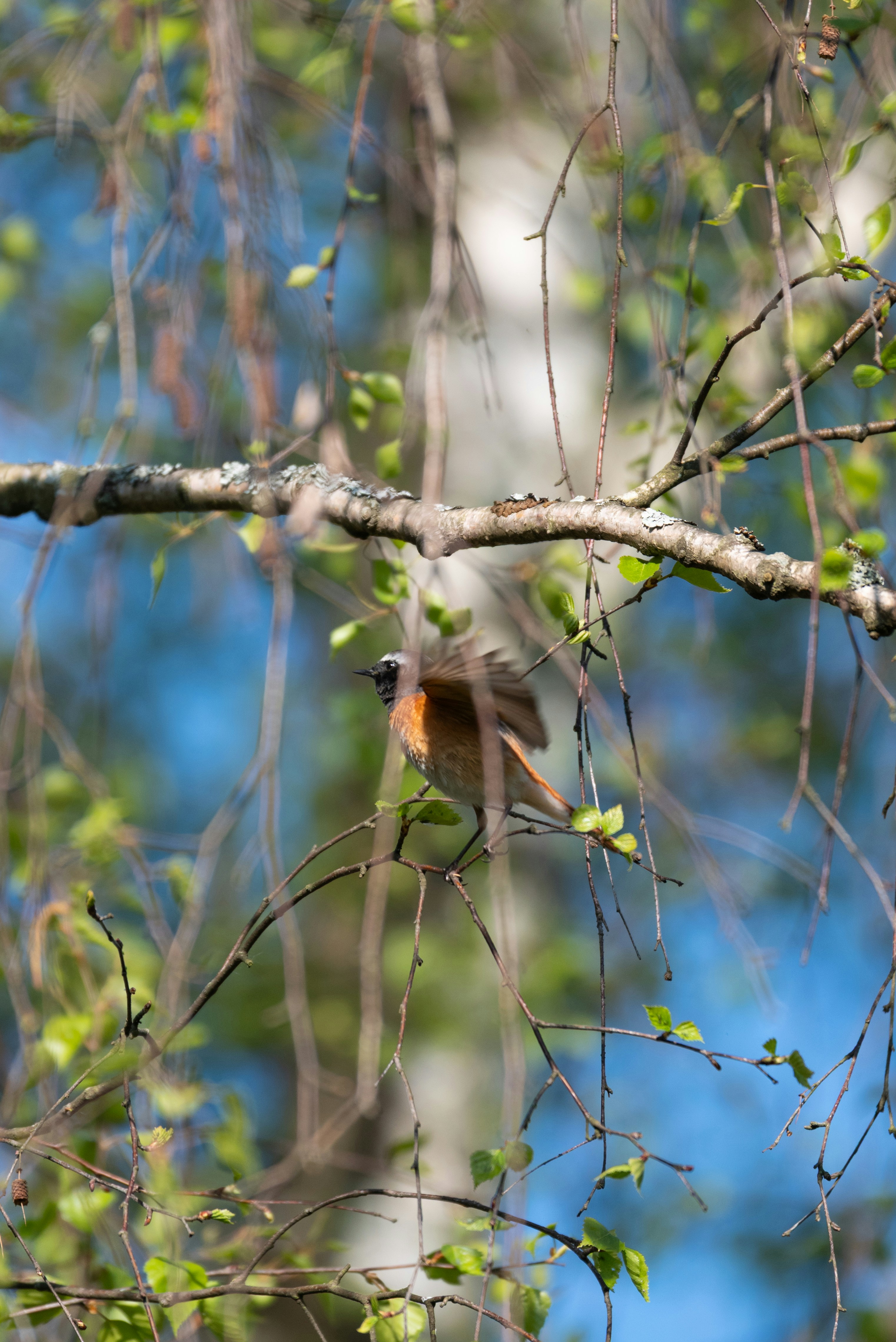 Hidden Rufous Hairtail: A Robed Bird in Quiet Spring Branches