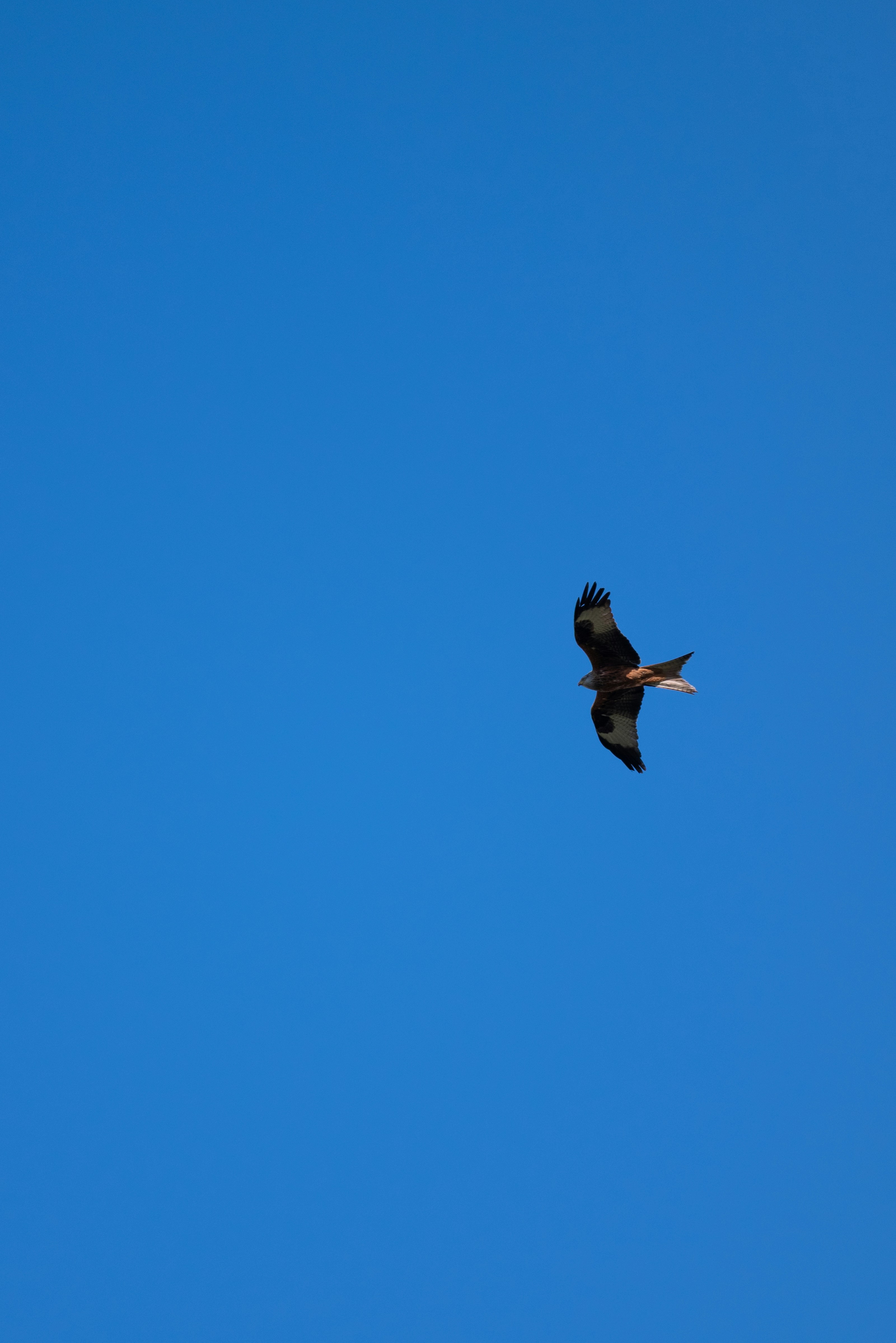 Mid‑flight silhouette: a lone hawk carving through a pristine blue vault