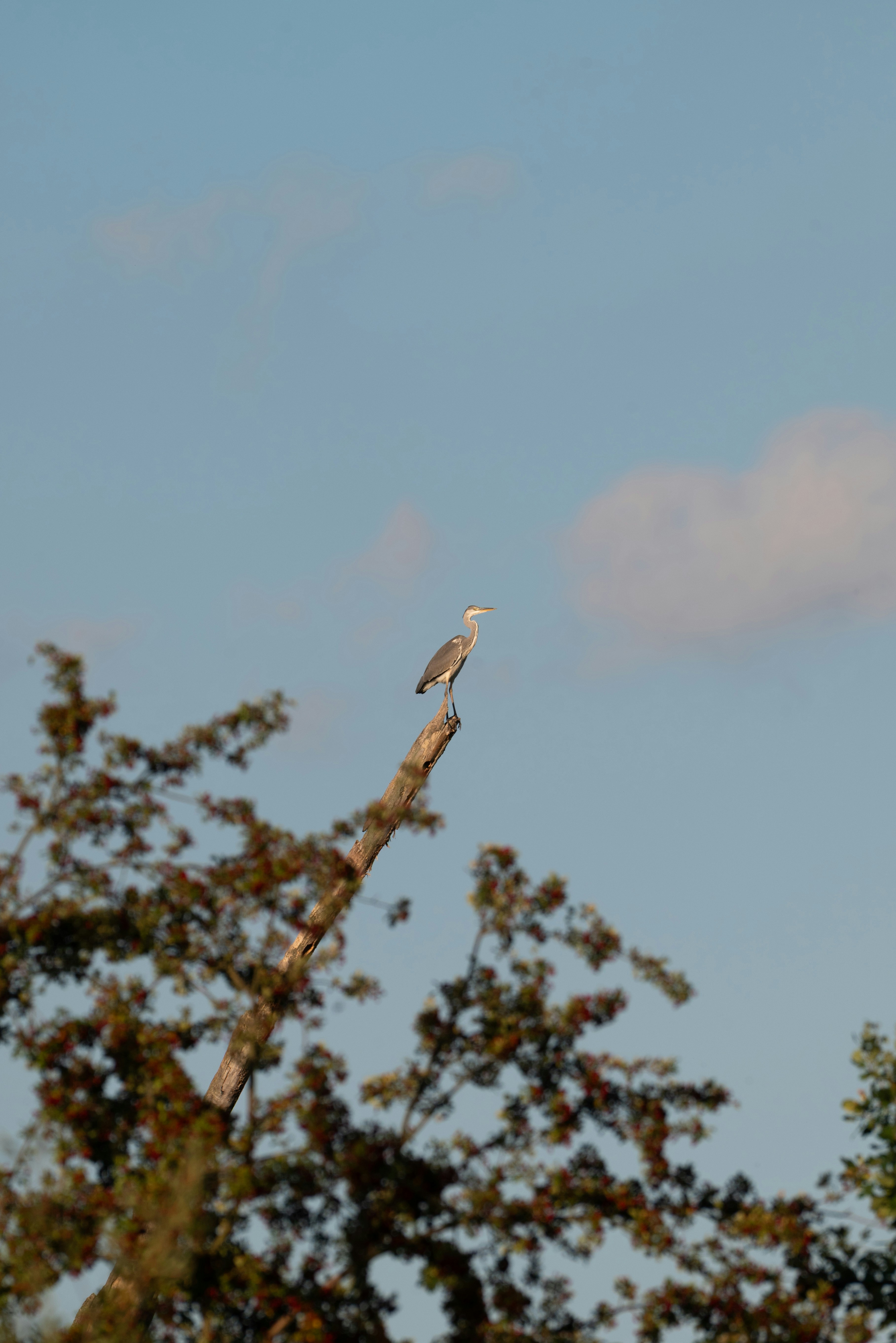 Heron on a Weathered Branch under Open Sky